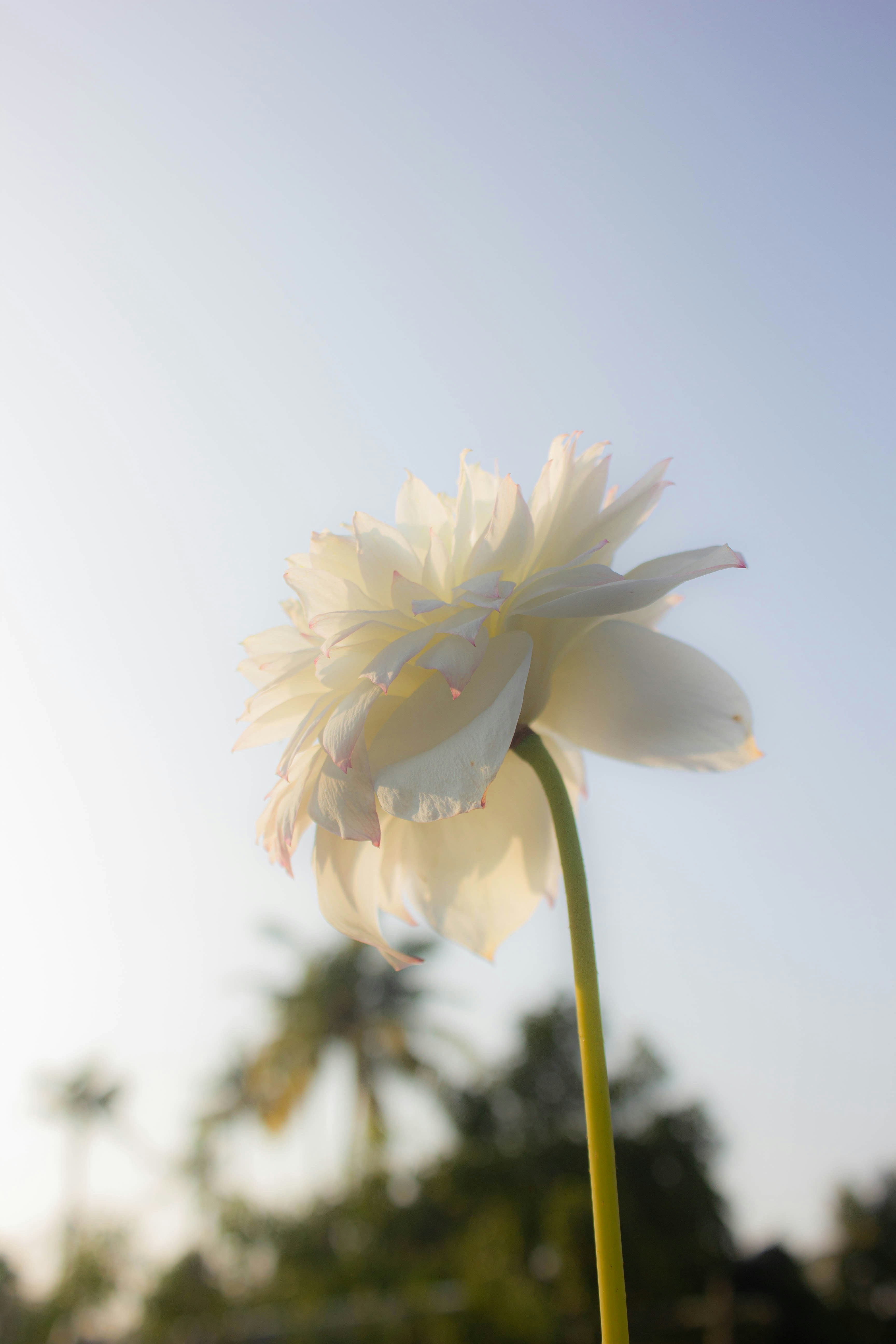 Aurora Bloom: A White Petal against the Sunlit Sky