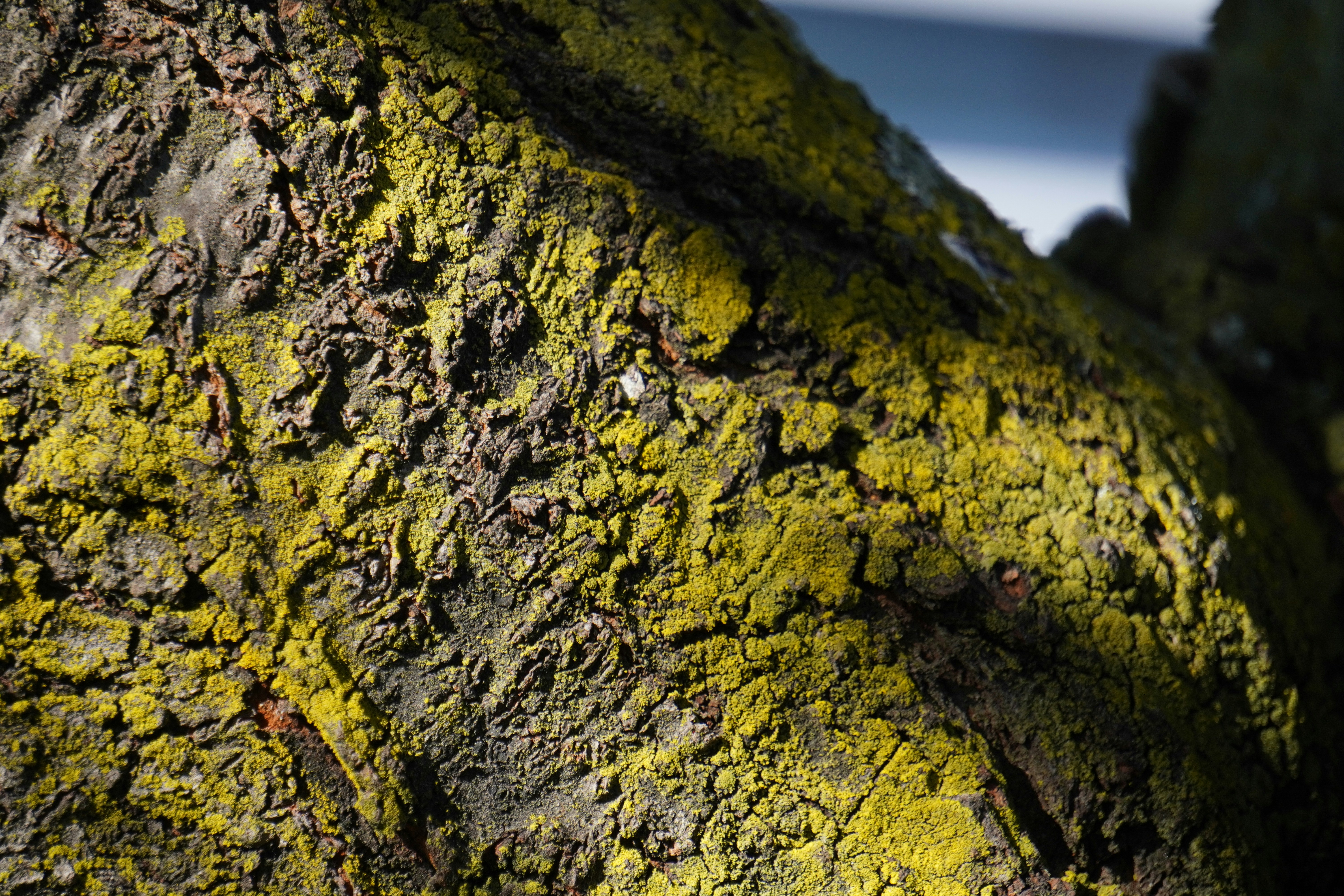 Lichened Rock Edge: Sunlit Texture and Shadow Fold