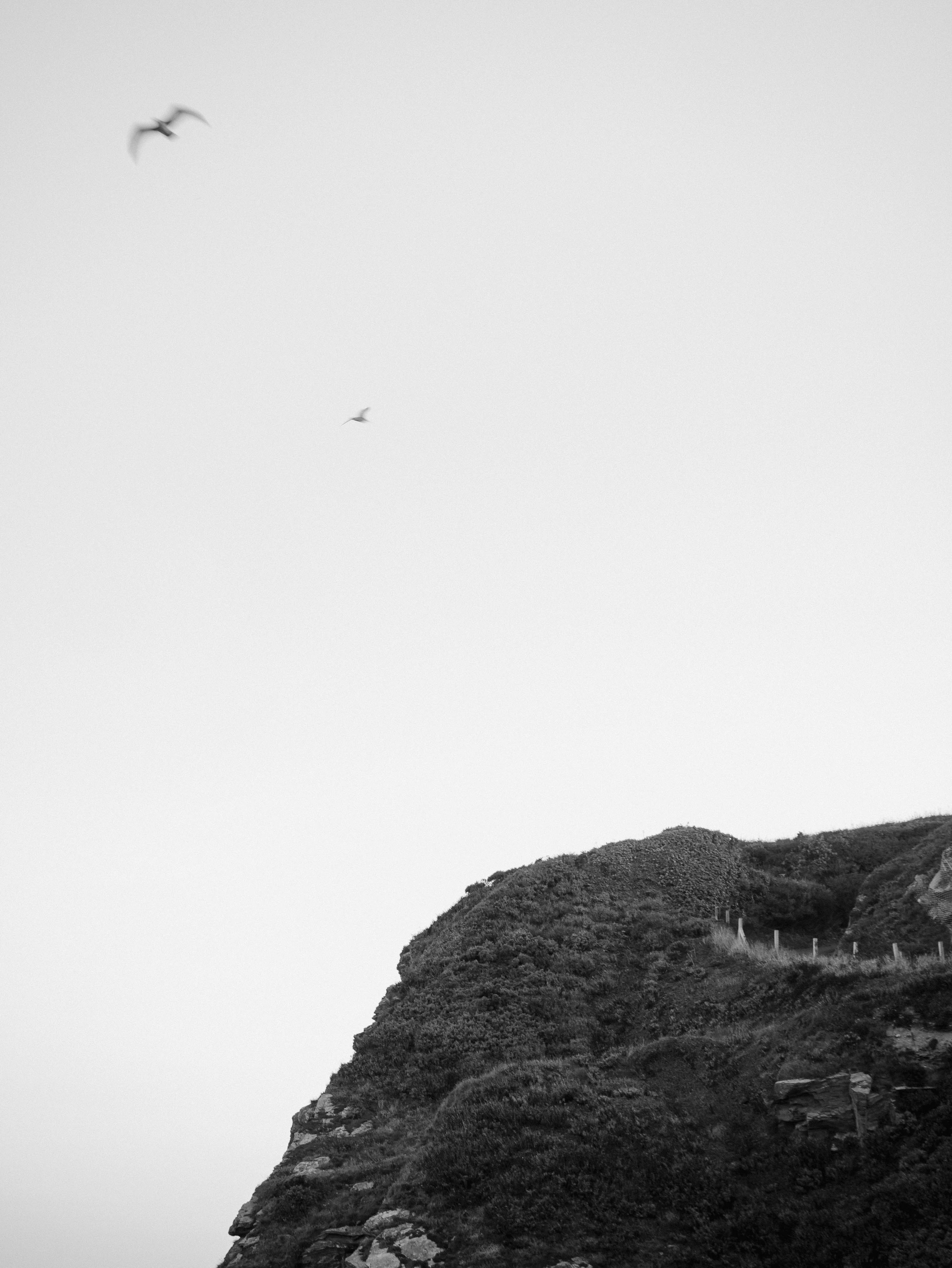 Gulls Over the Cliff: Sparse Horizon