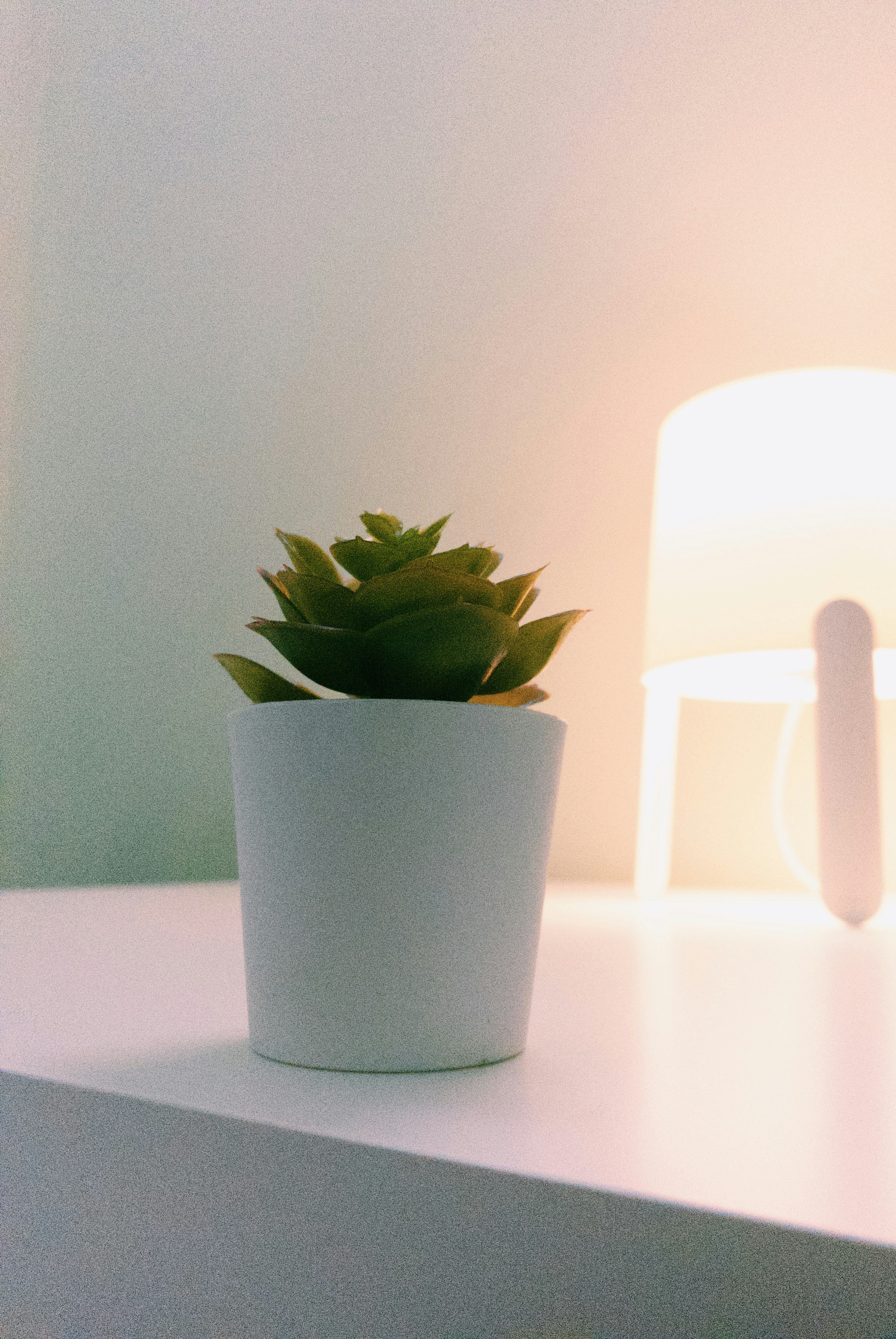 Soft Focus Greenery on a Minimal Desk