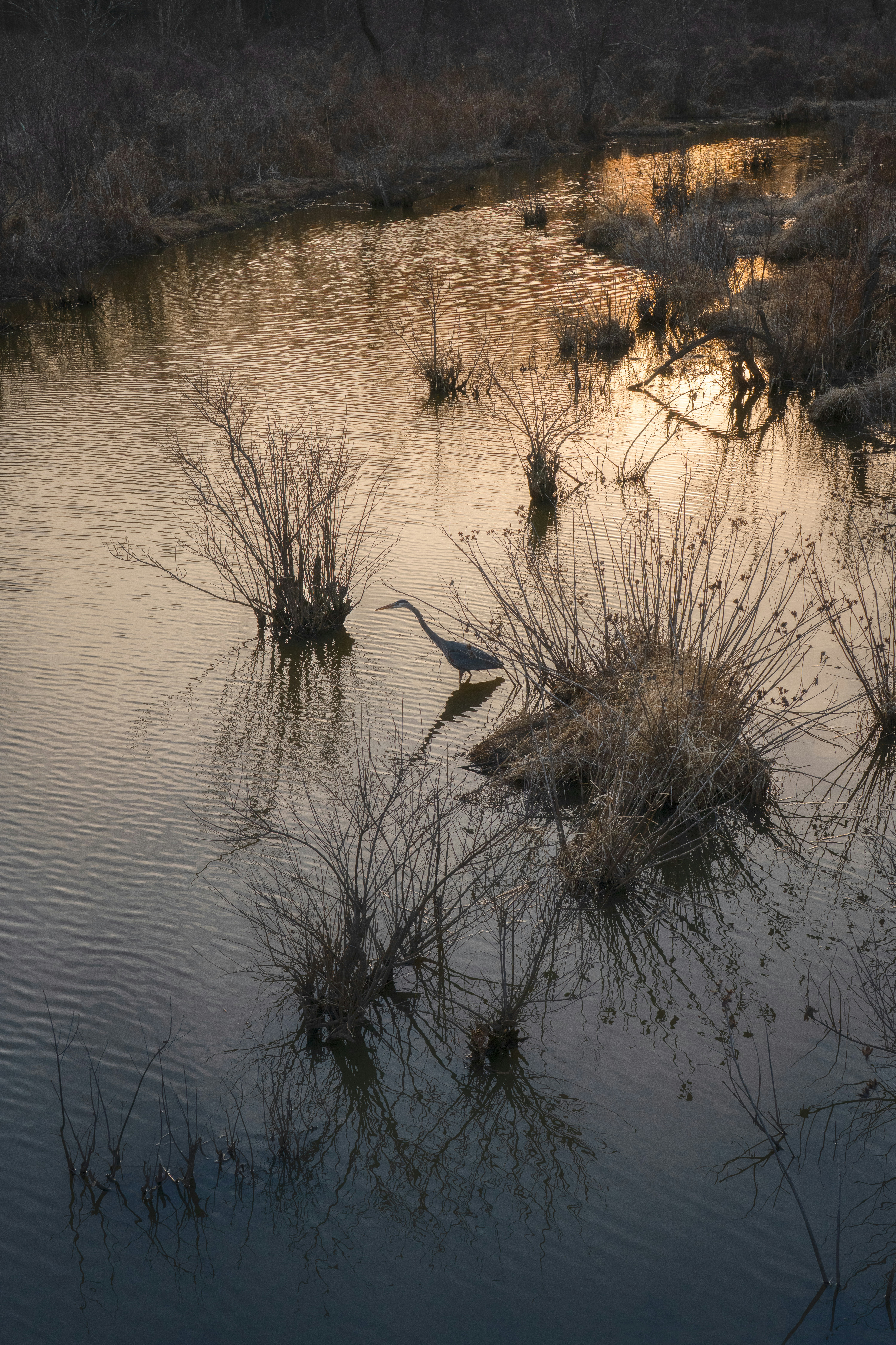 Heron in Still Water at Dusk