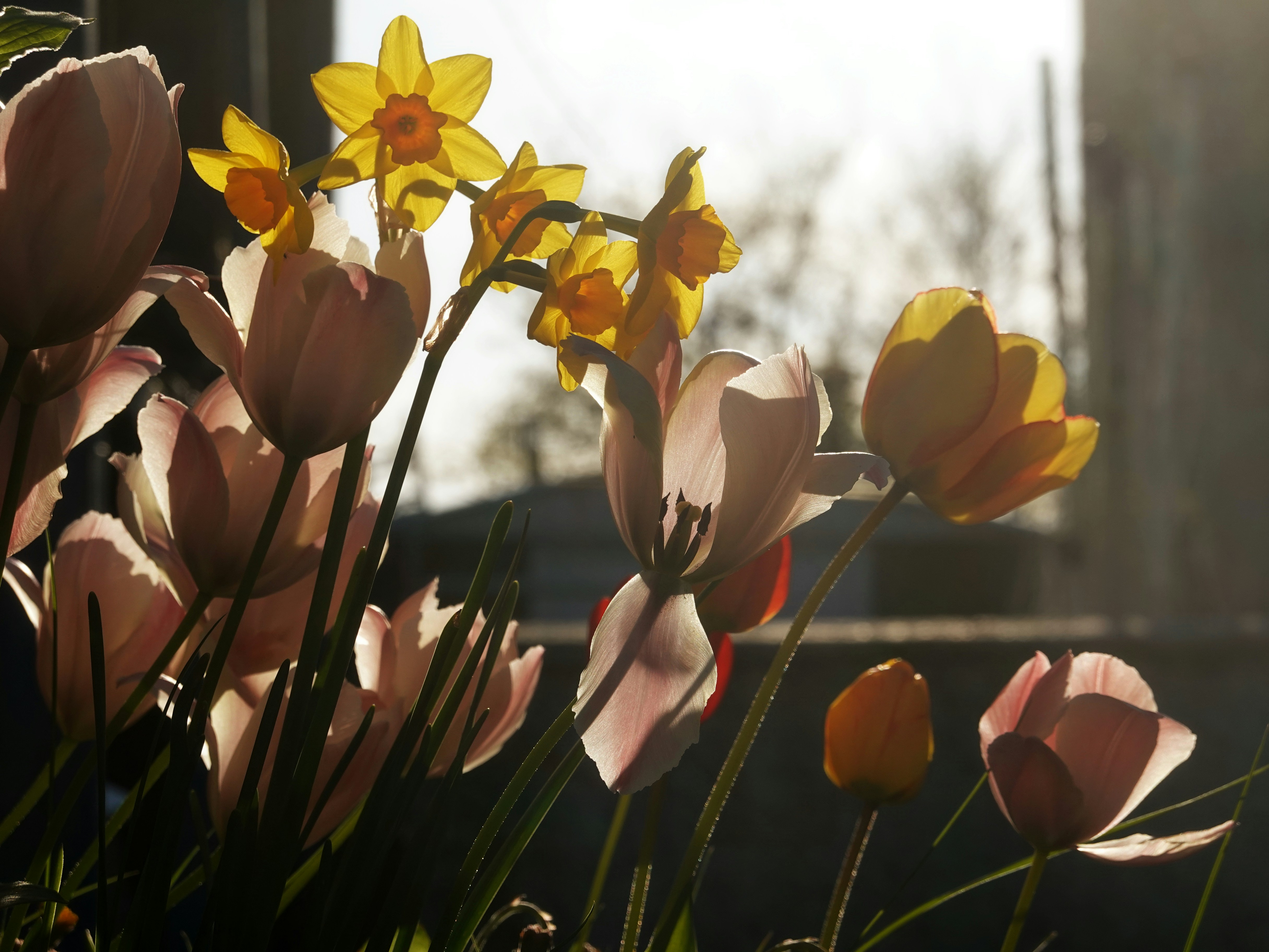 Backlit Tulips and Daffodils in Warm Spring Light