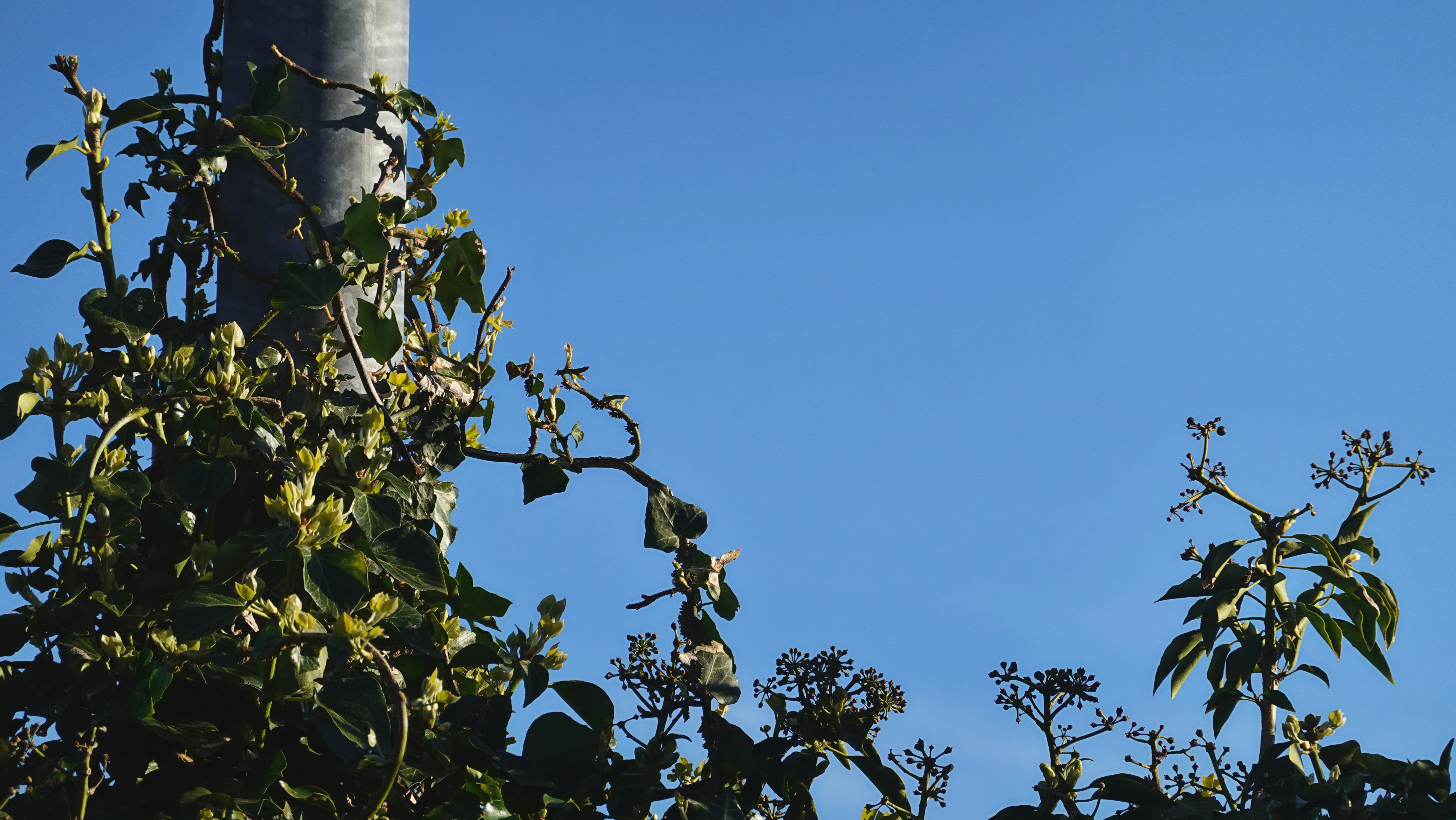 Tall Blue Sky, Leafy Frame: A Quiet Street Corner Under Open Sky