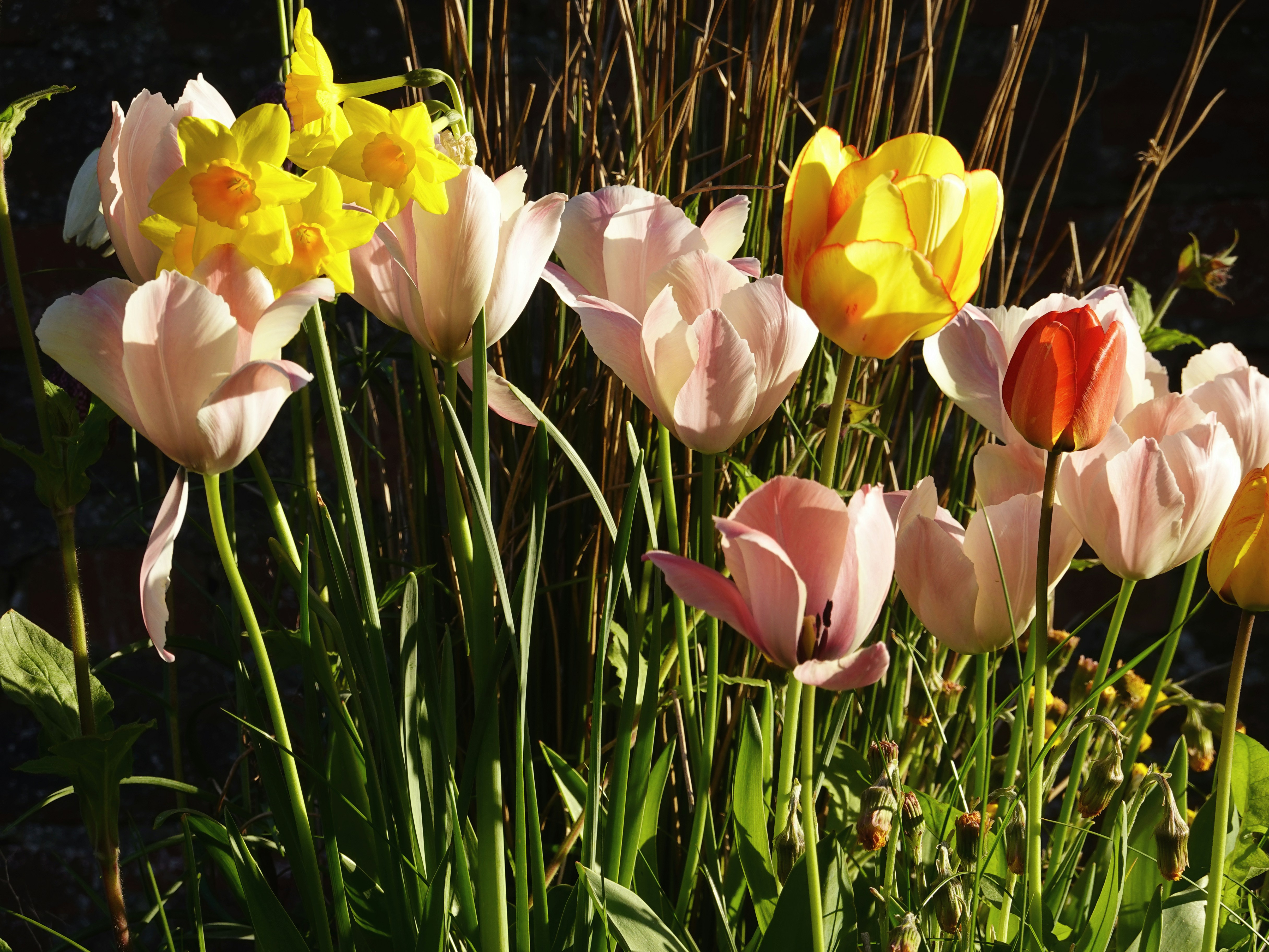 Sunlit Tulip Tapestry in Spring Light