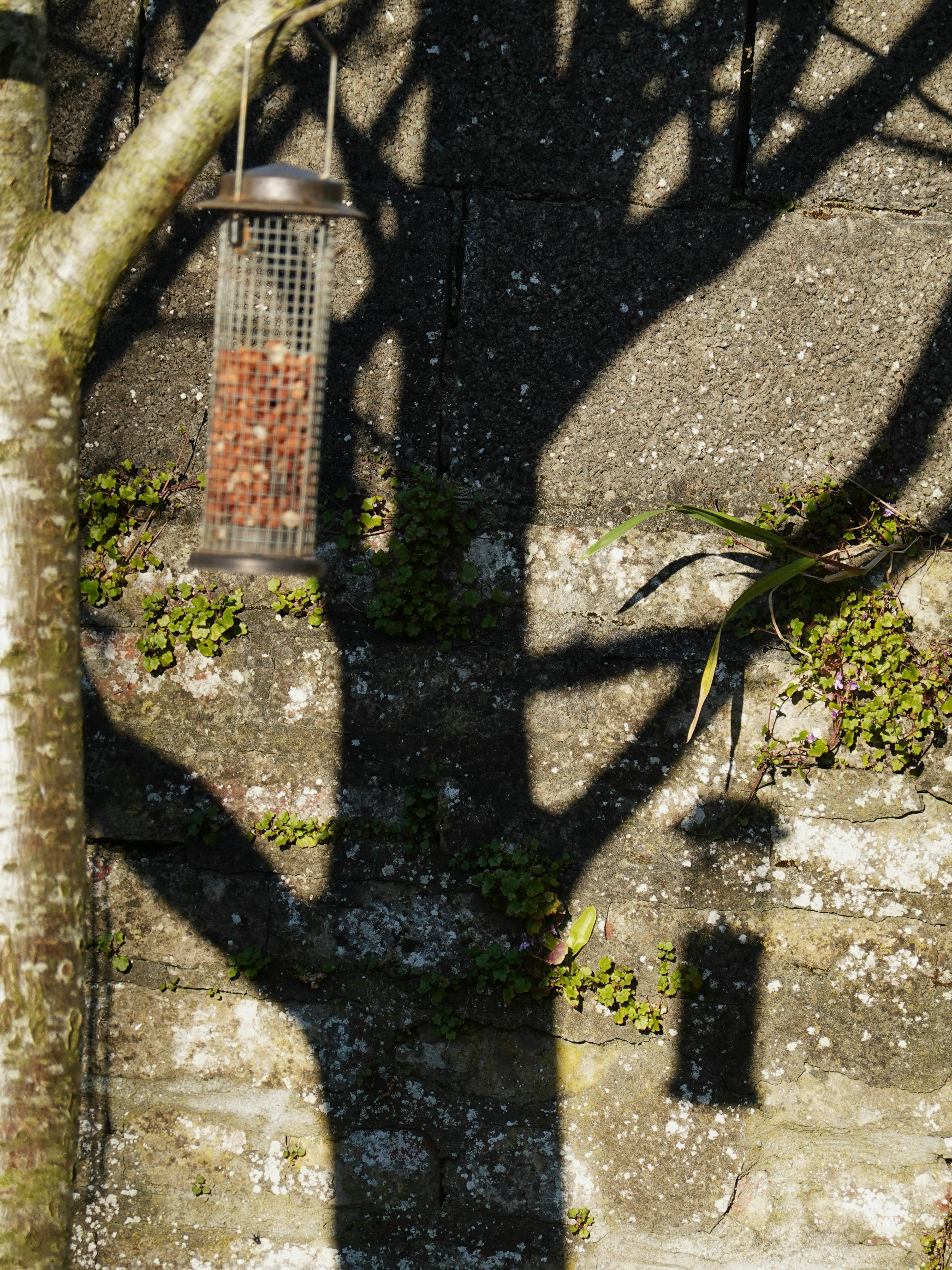 Shaded Garden Shadow Cast on a Mossy Wall with a Hanging Feeder
