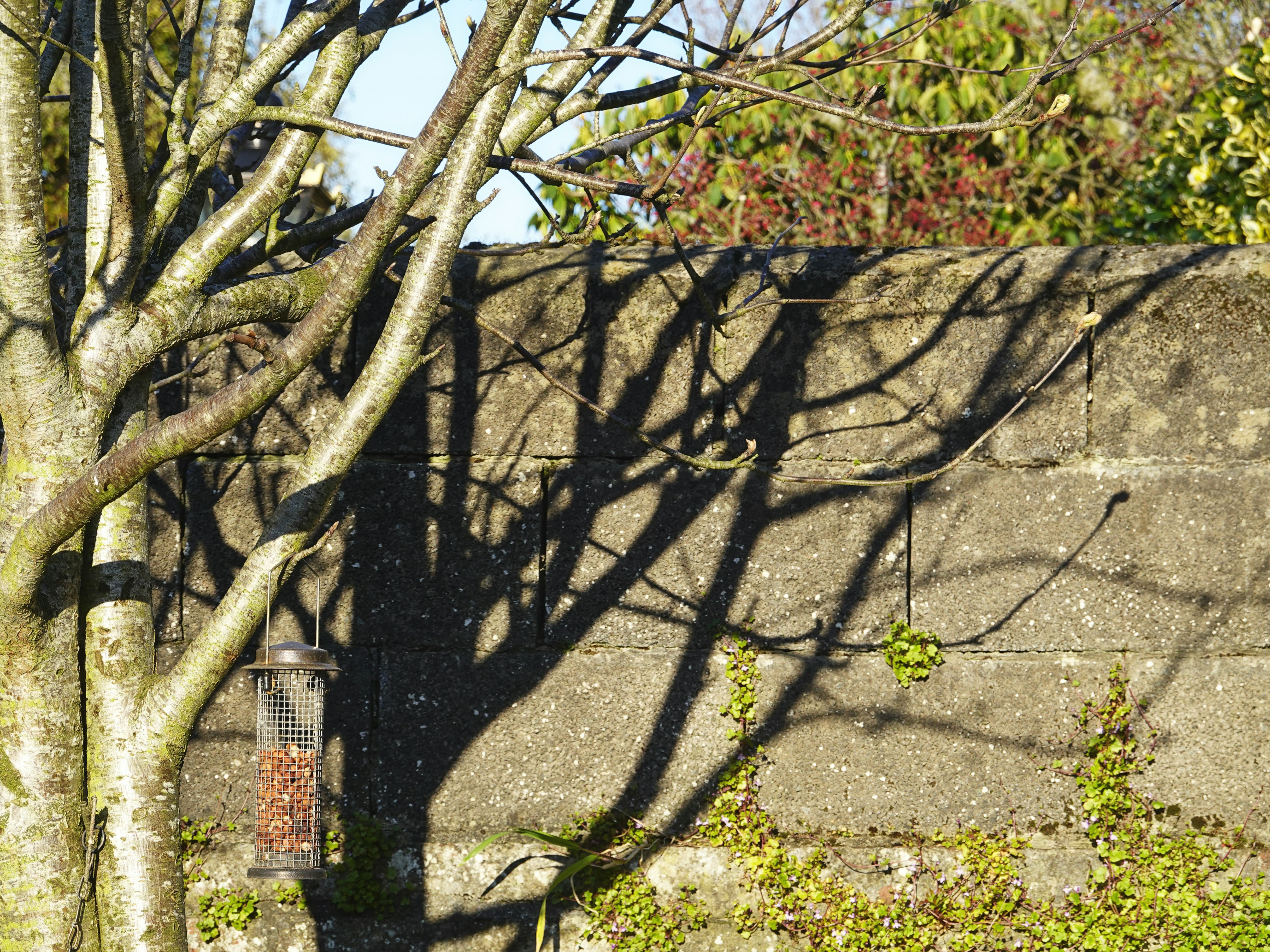 Shadows over a Quiet Wall: Tree Branches Casting Complexity