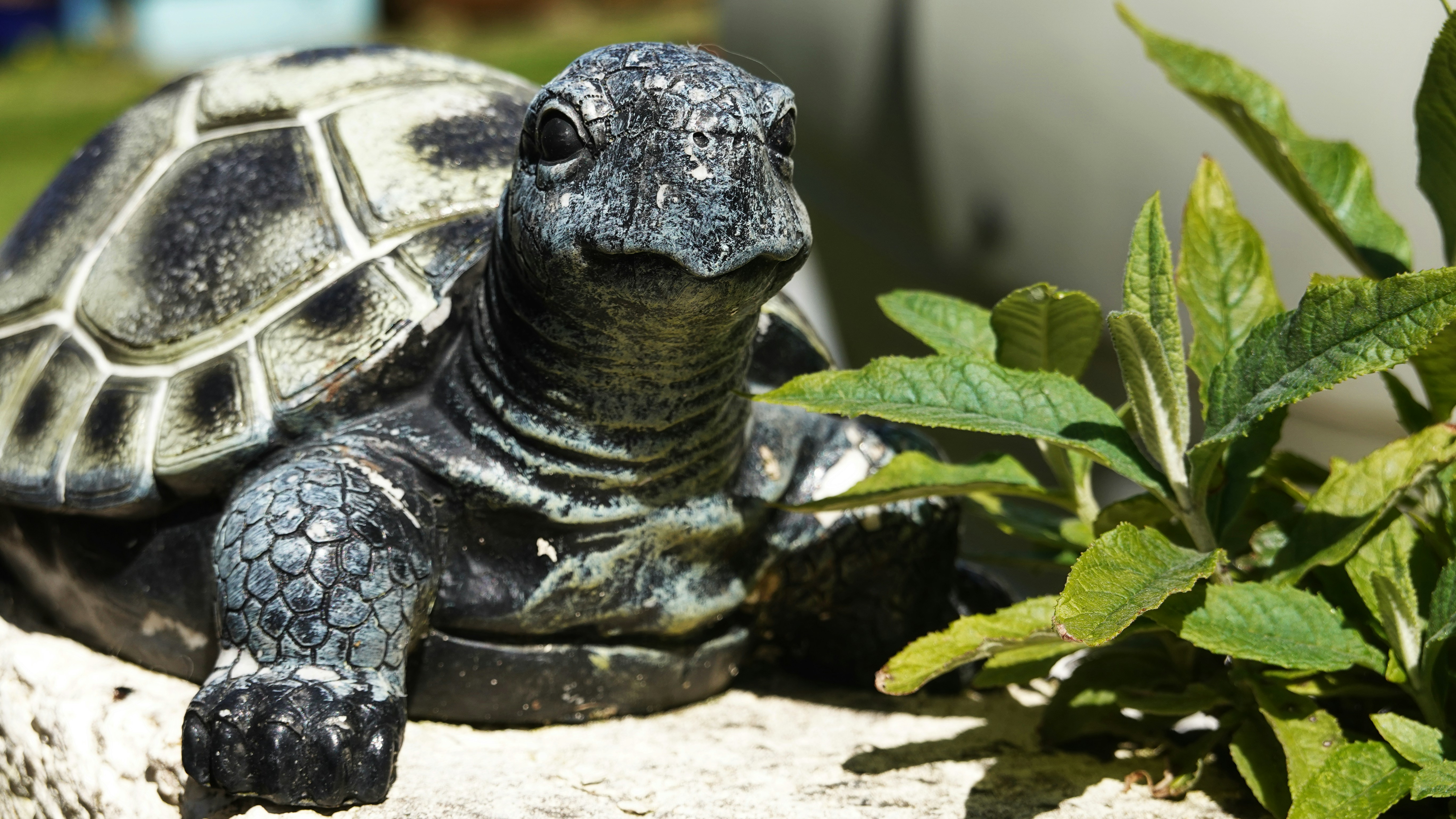 Grounded Gaze: A Close-Up of a Sunlit Tortoise