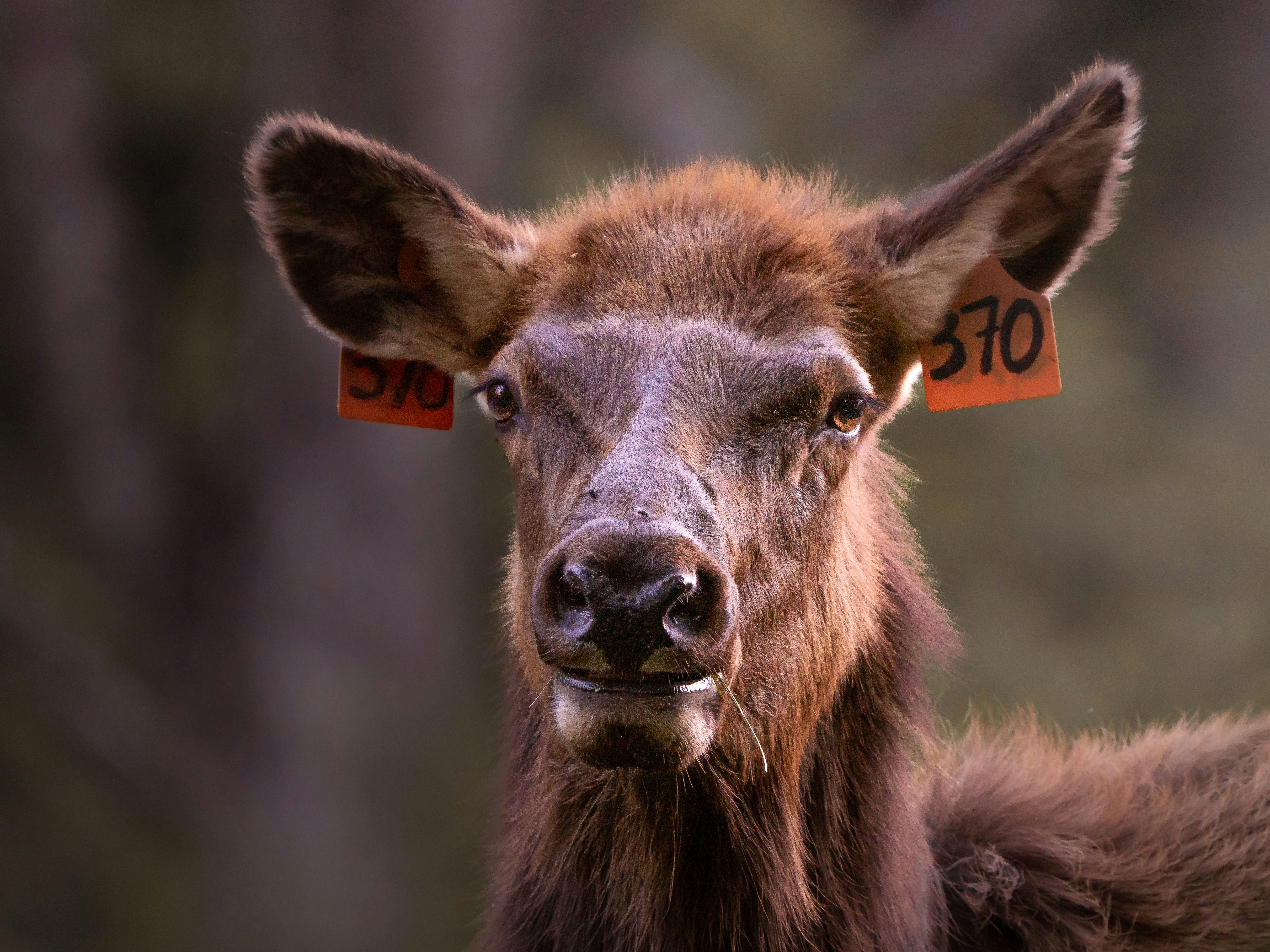 Close-Up of a Curious Elk Calf: Ears, Tag, and Quizzical Gaze