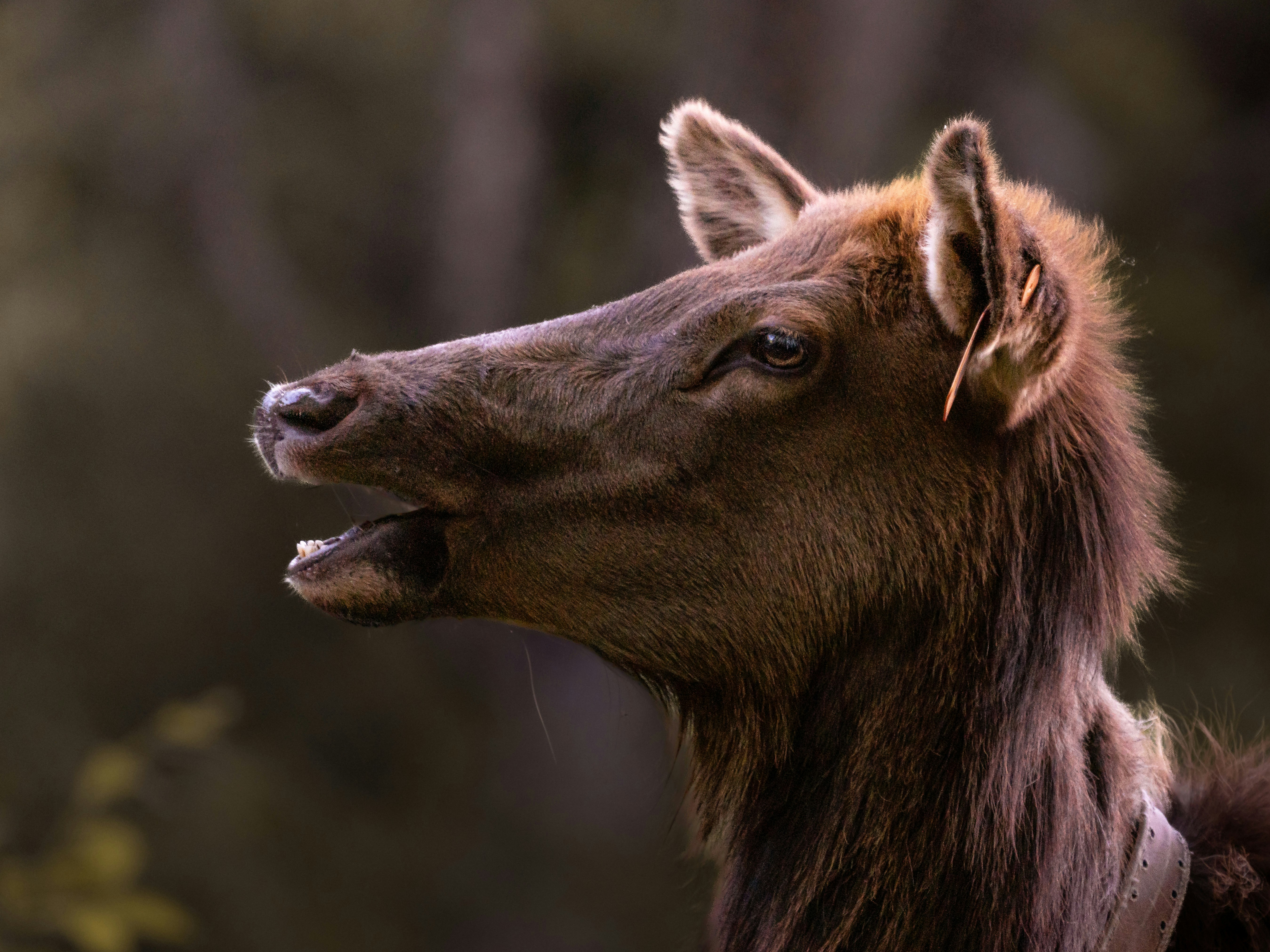 Elk in profile: a close-up of a wary muzzle and alert ear in dappled woodland light