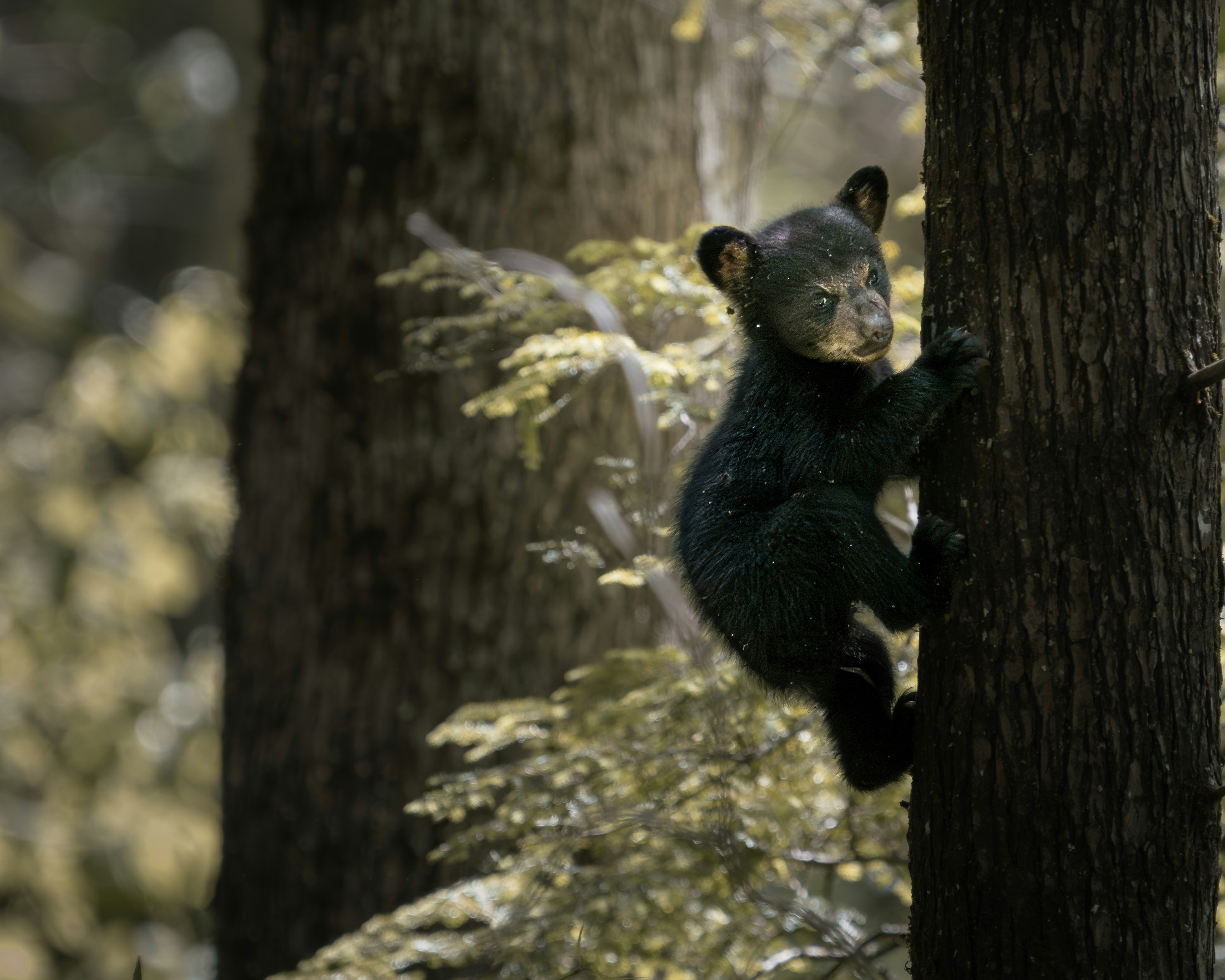 Clinging to the cedar: a black bear cub mid-climb in forest light
