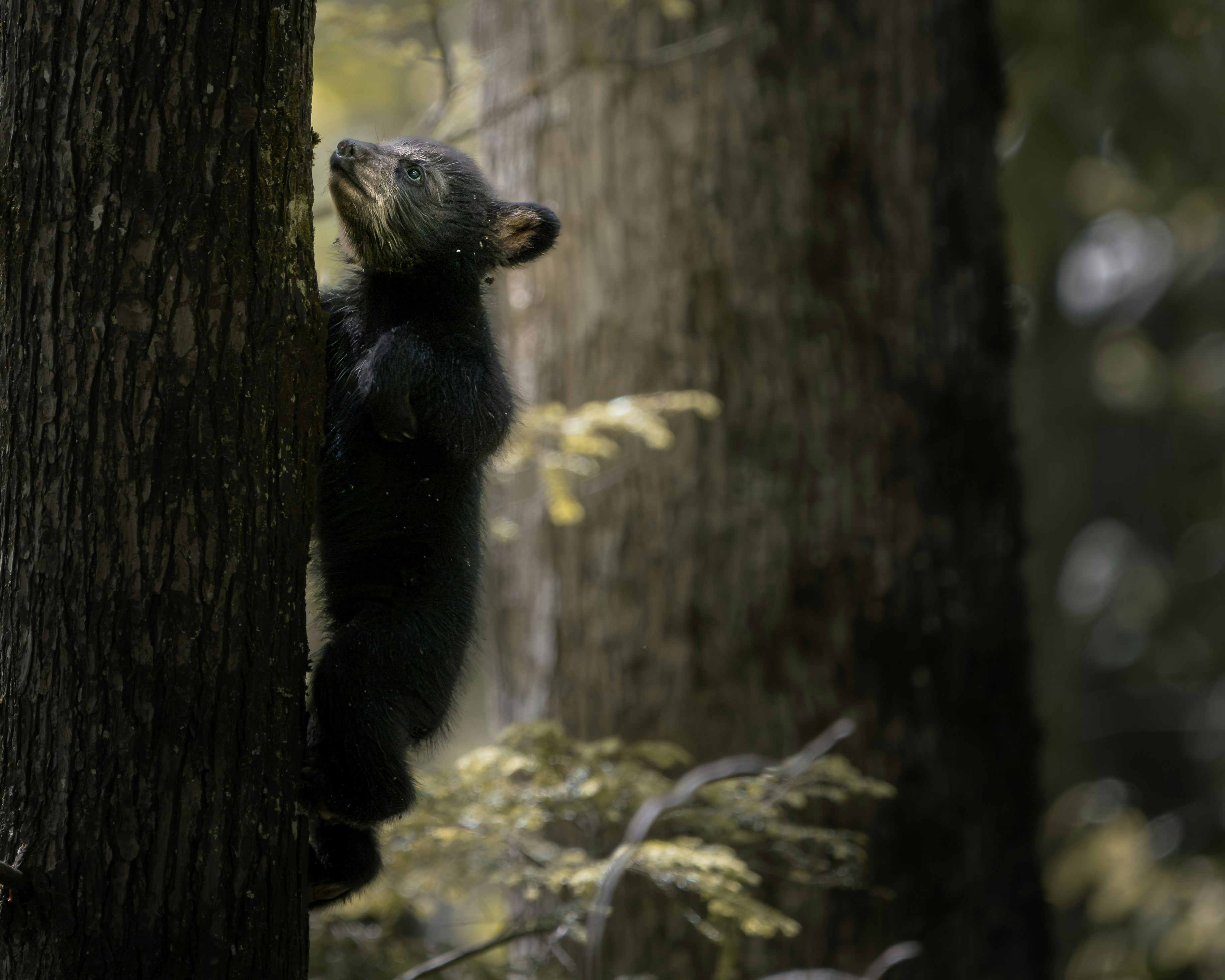 Clinging to The Bark: A Young Tall Tap at Dusk