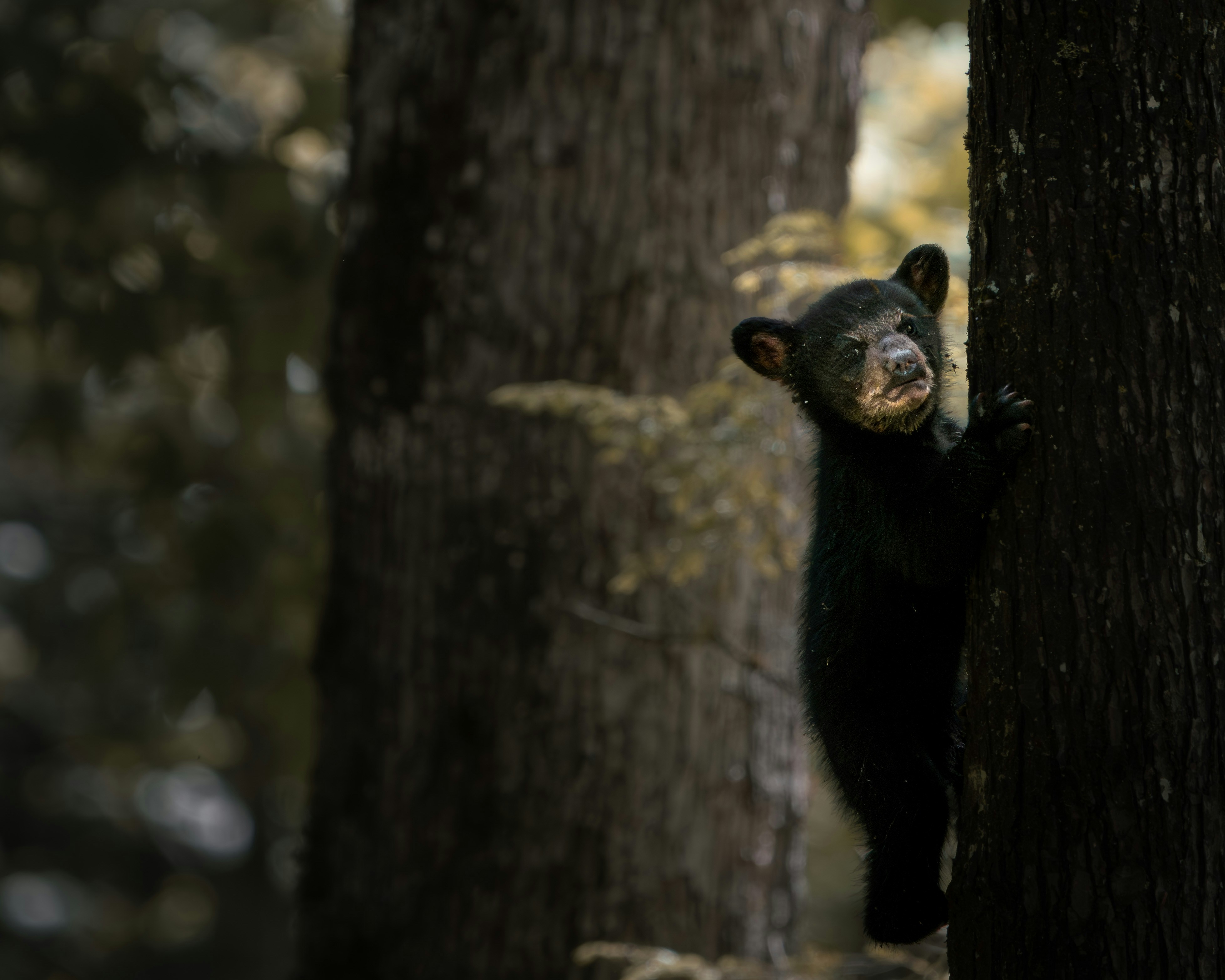 Dark Forest Climber: A Bear Cub Sticks to the Trunk