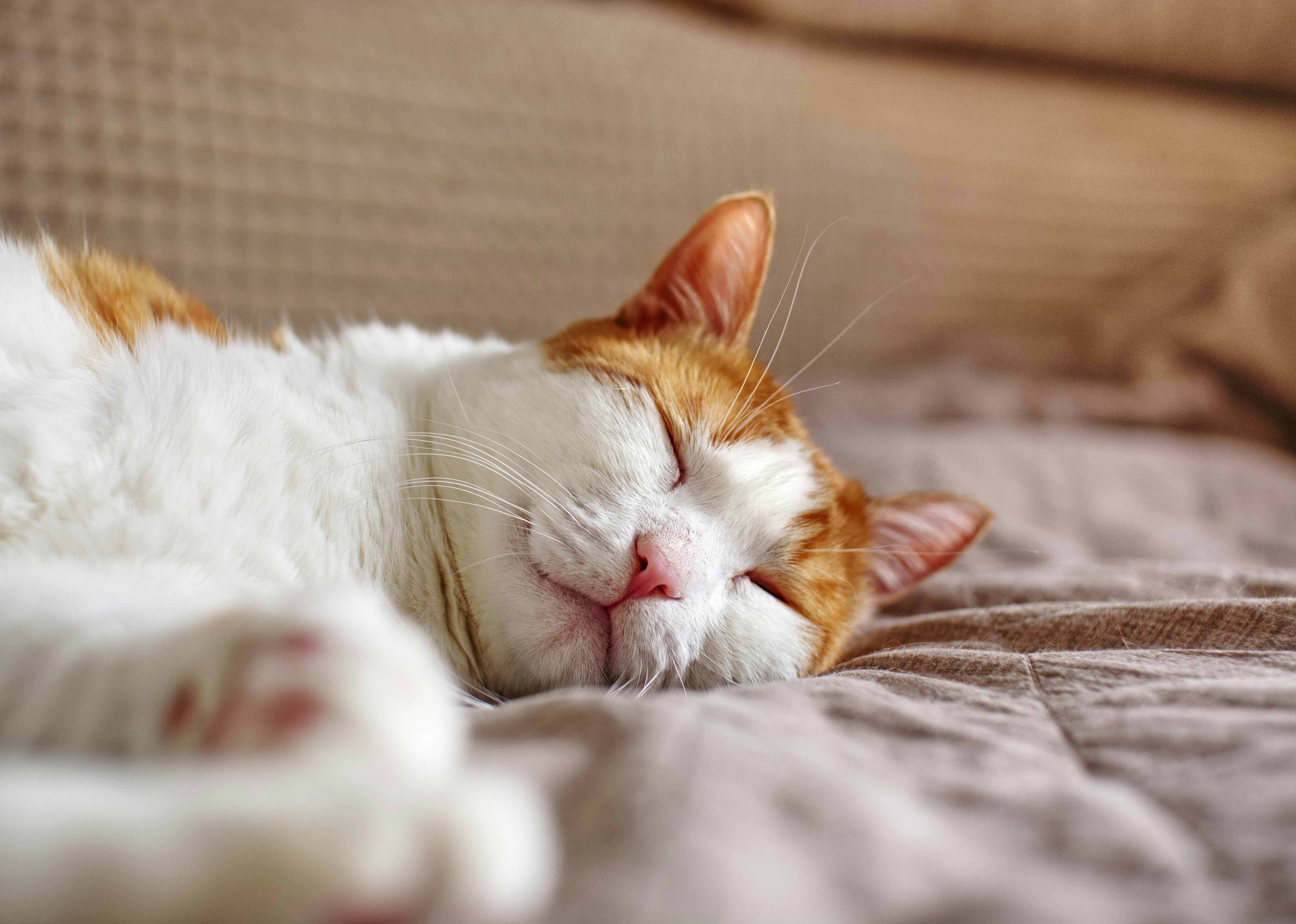 Soft Slumber: A Cat's Quiet Afternoon on Velvet Sheets