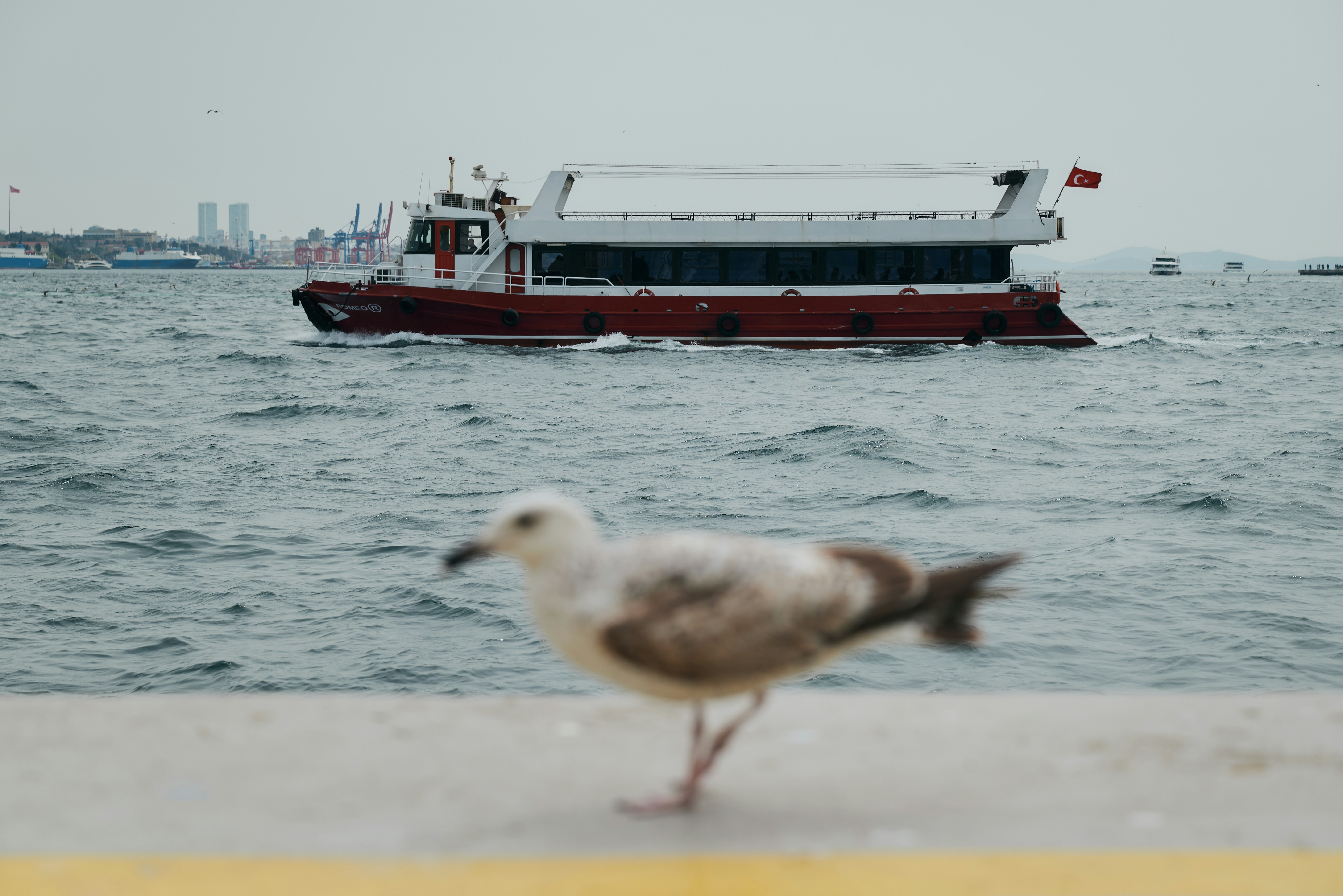 Blurred Seagull, Harbor Ferry: Quiet Contrast Between Foreground and Distance
