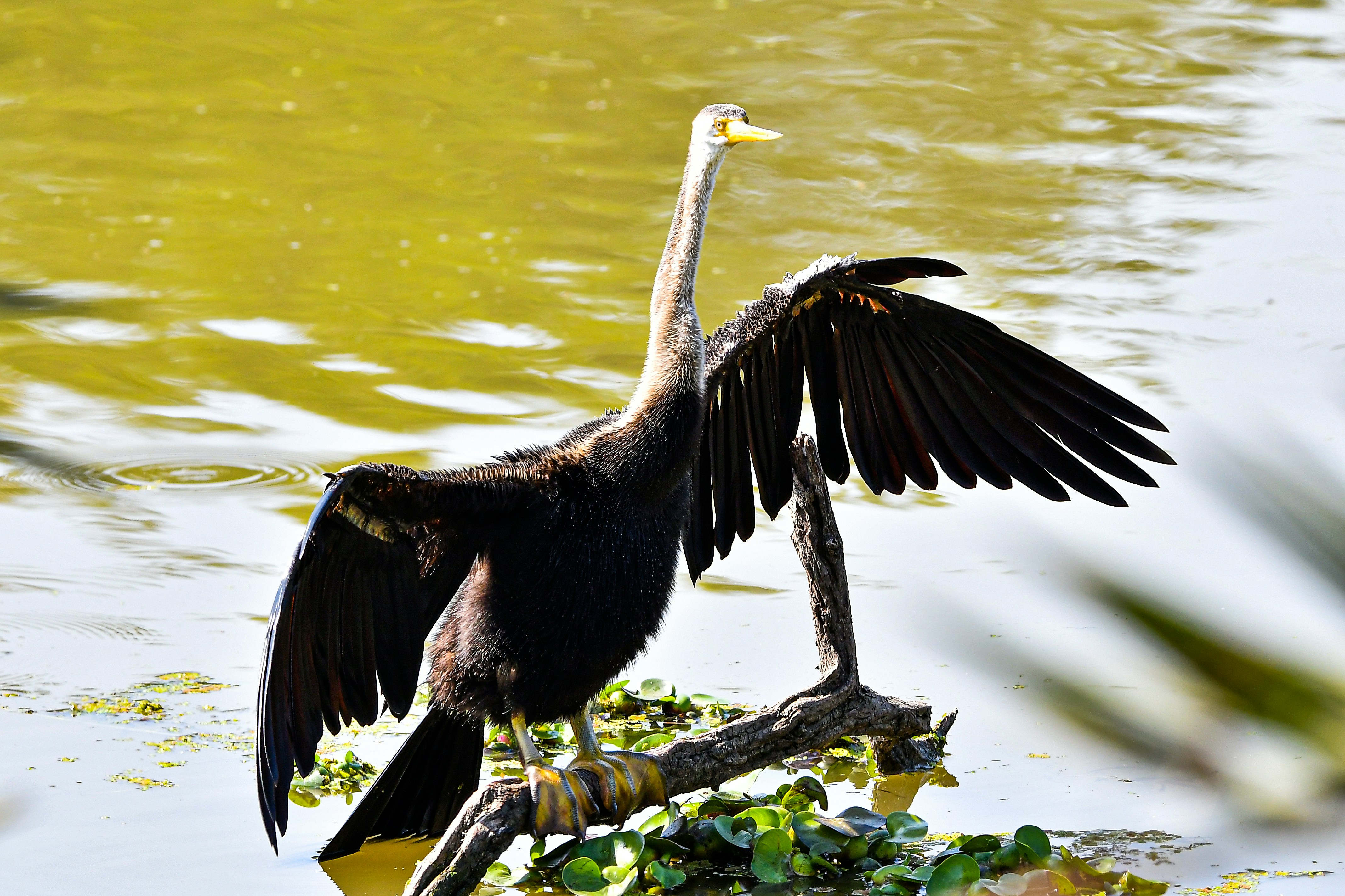 Winged Pose at the Water's Edge