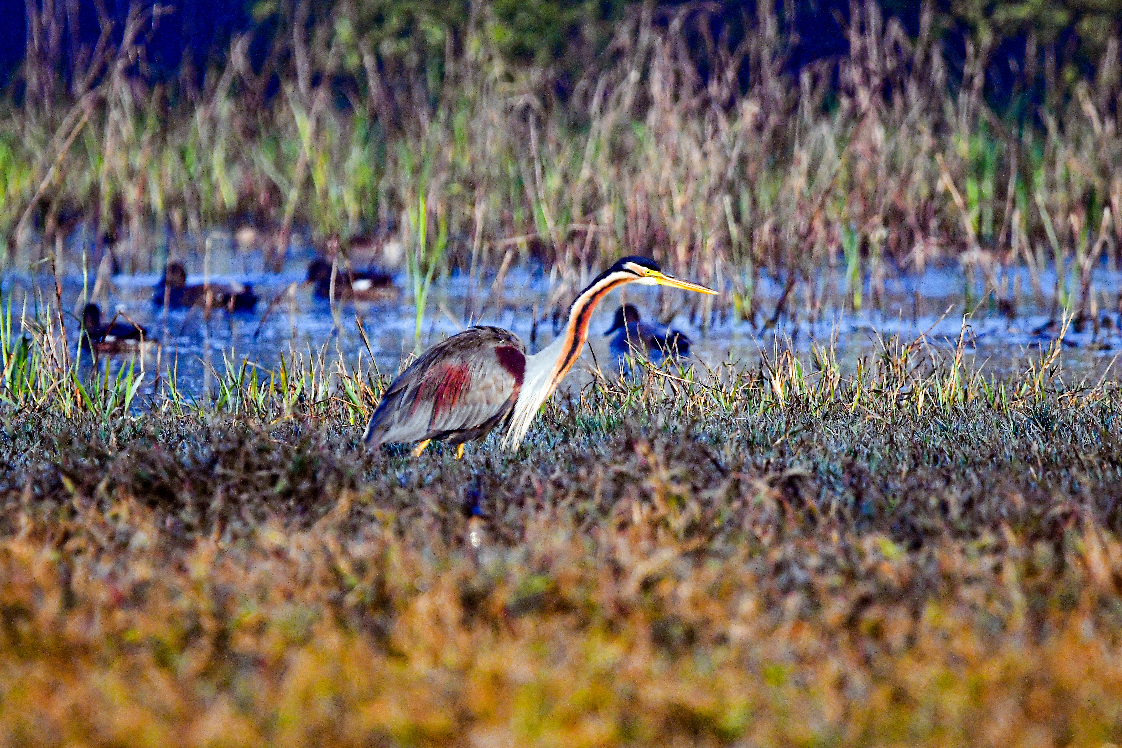 Heron of the Wetland: Sentry Among Reeds