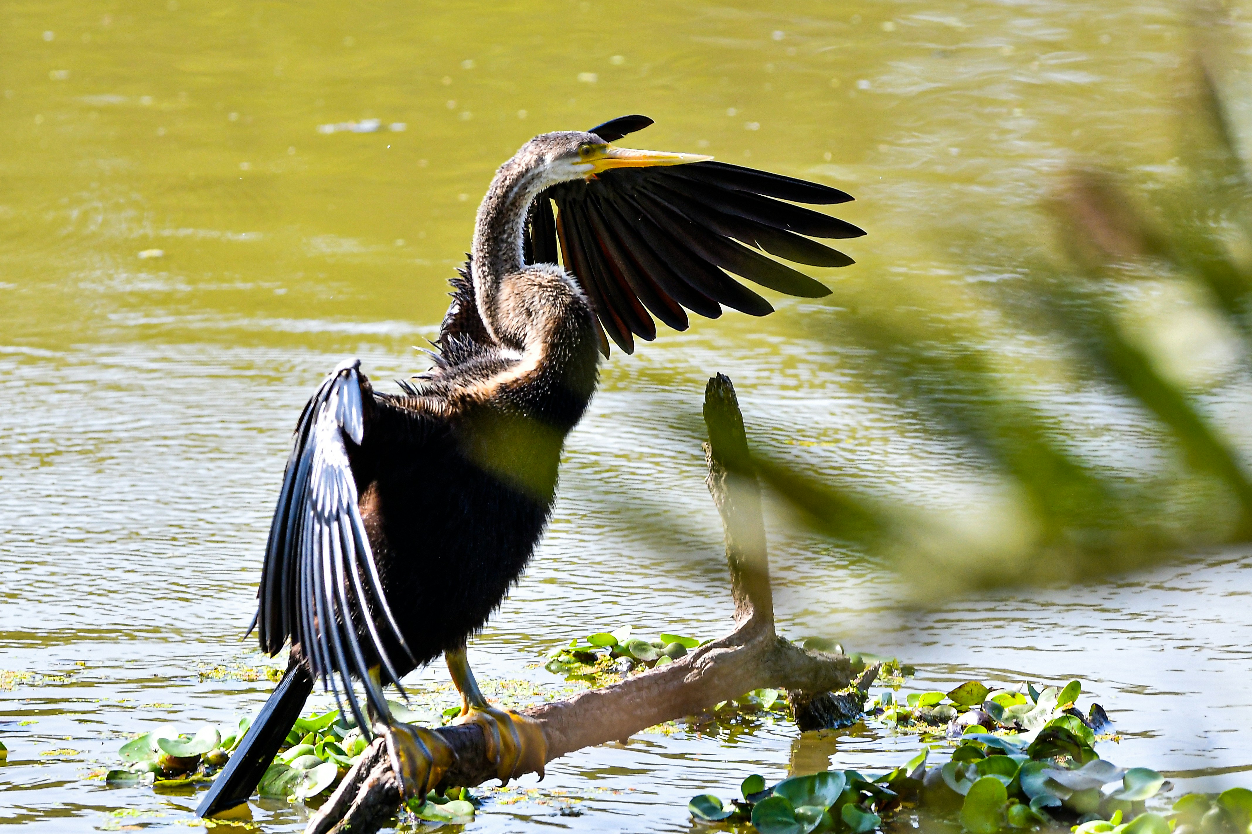 Sunlit Heron in Mid-Spread: a Winged Moment on a Riverside Log