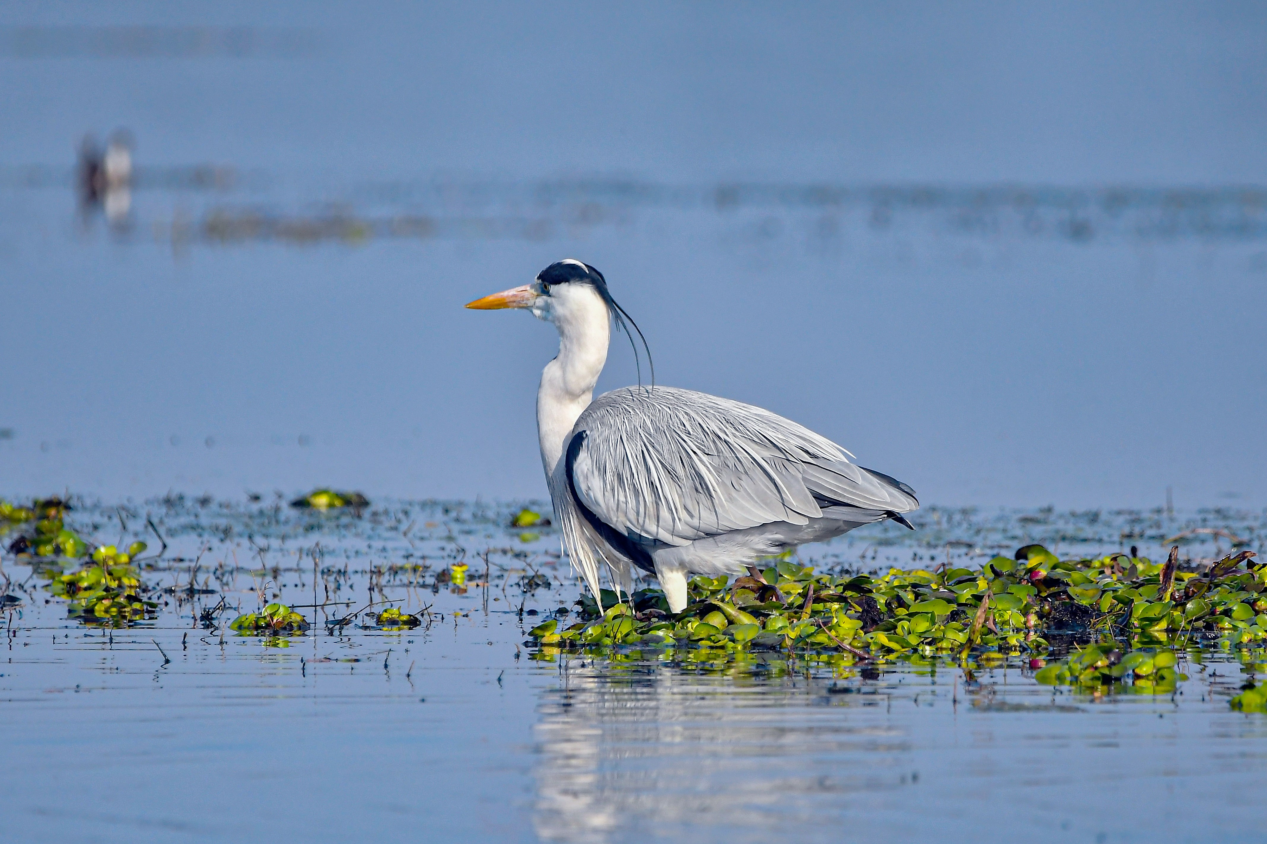 Graceful Grey Heron Amid Quiet Waters