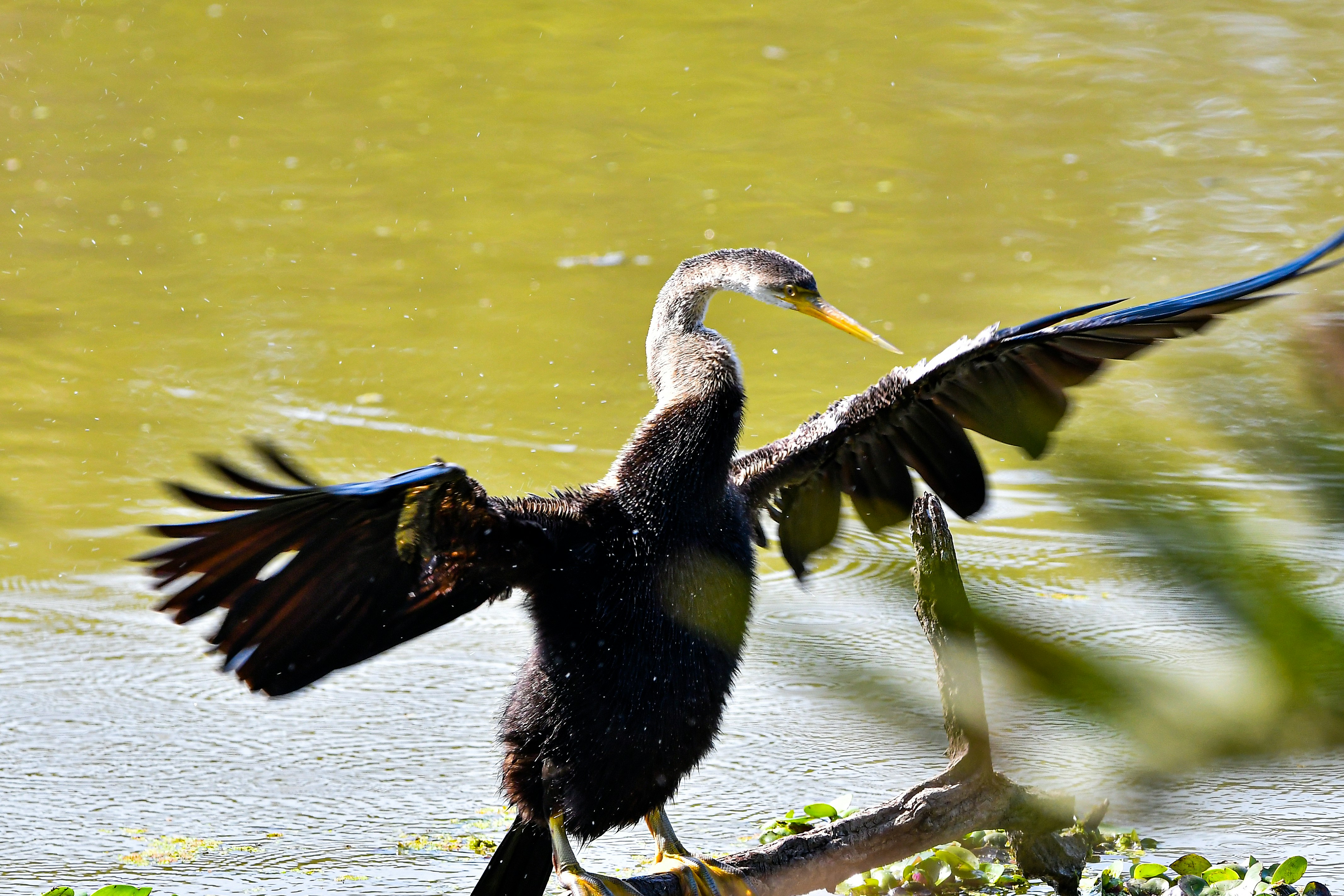 Winged Gaze at the Water’s Edge