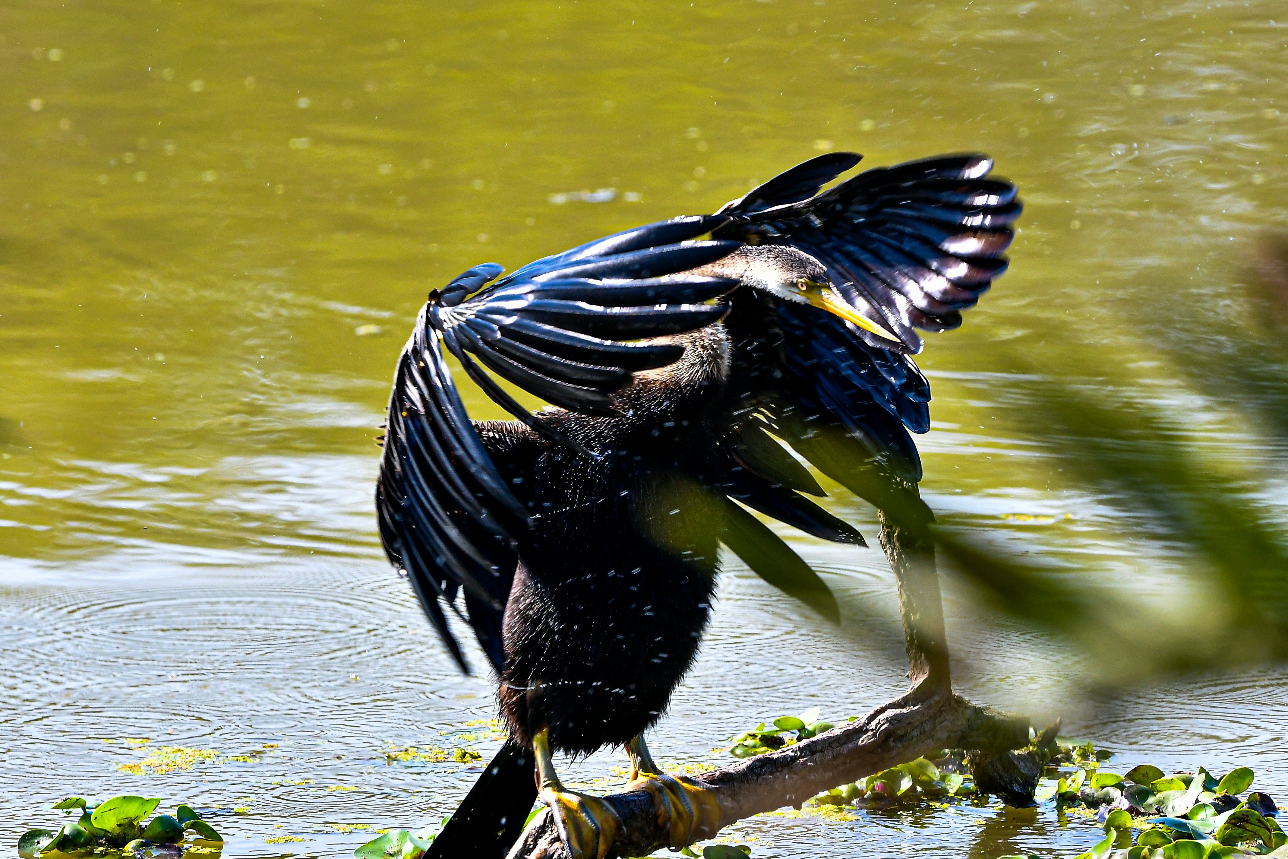 Winged Defiance on the Ashy Pond