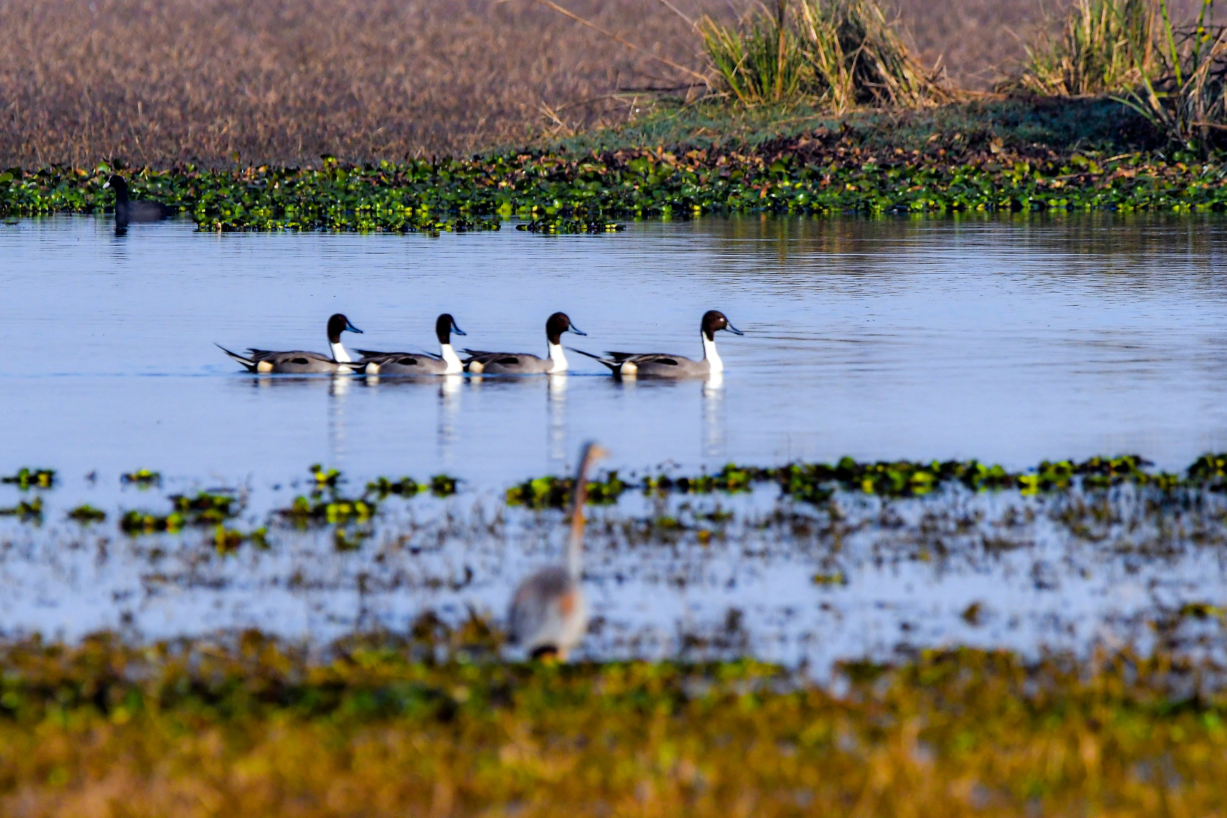 Line of Silhouette: Ducks Glide Across a Quiet Wetland