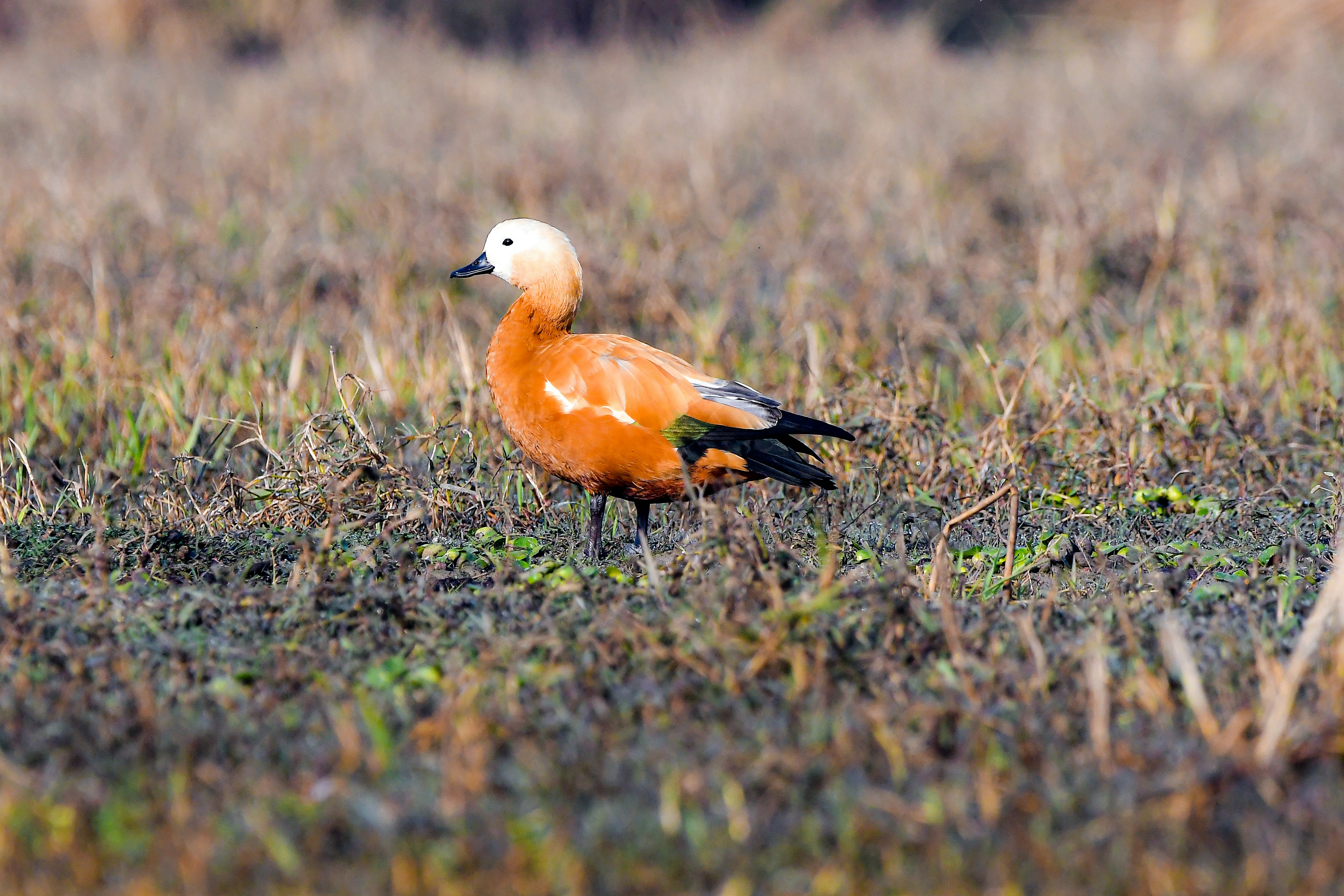 Scarlet-crest on a misty field