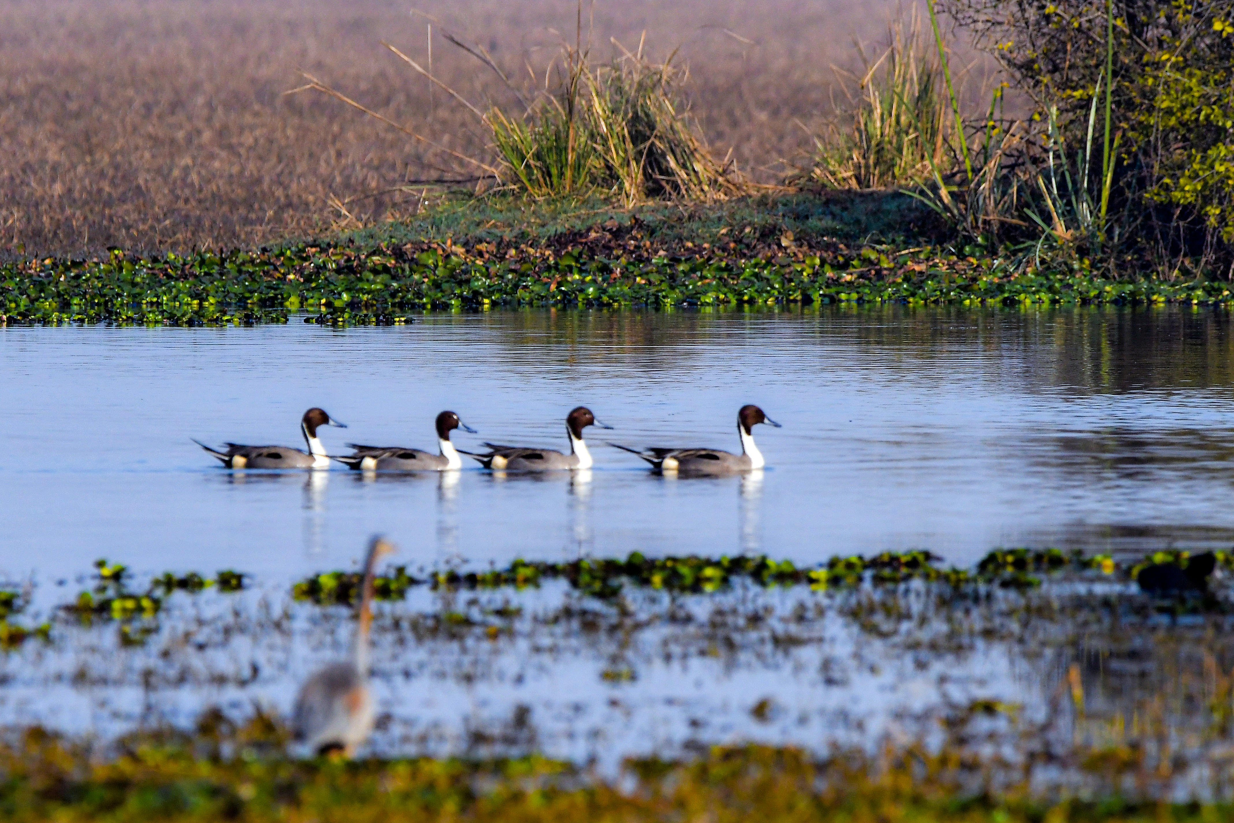 Line of Grebe Silhouettes: A Quiet March Across a Marsh