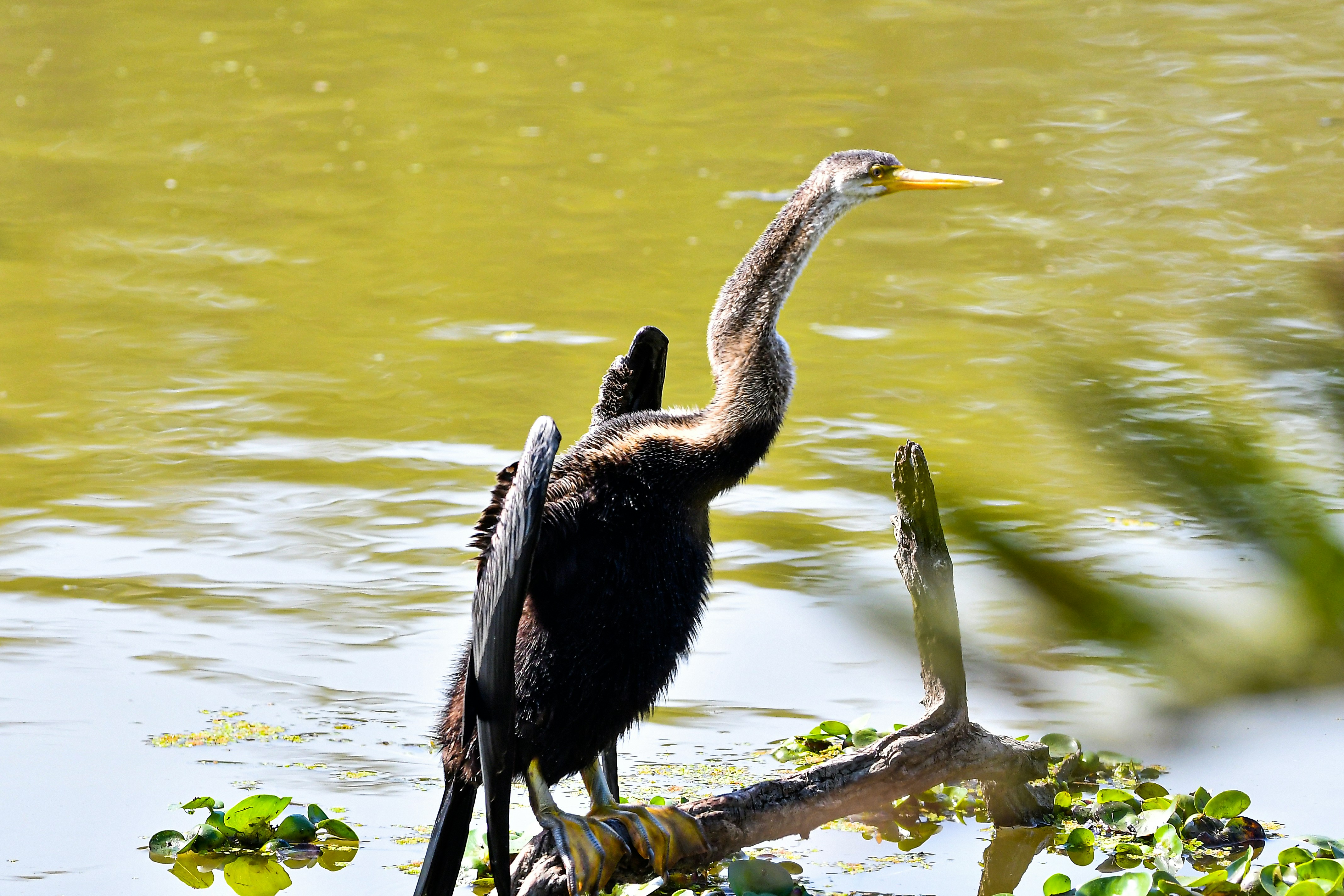 Heron on a sunlit log: a watchful moment over tranquil water