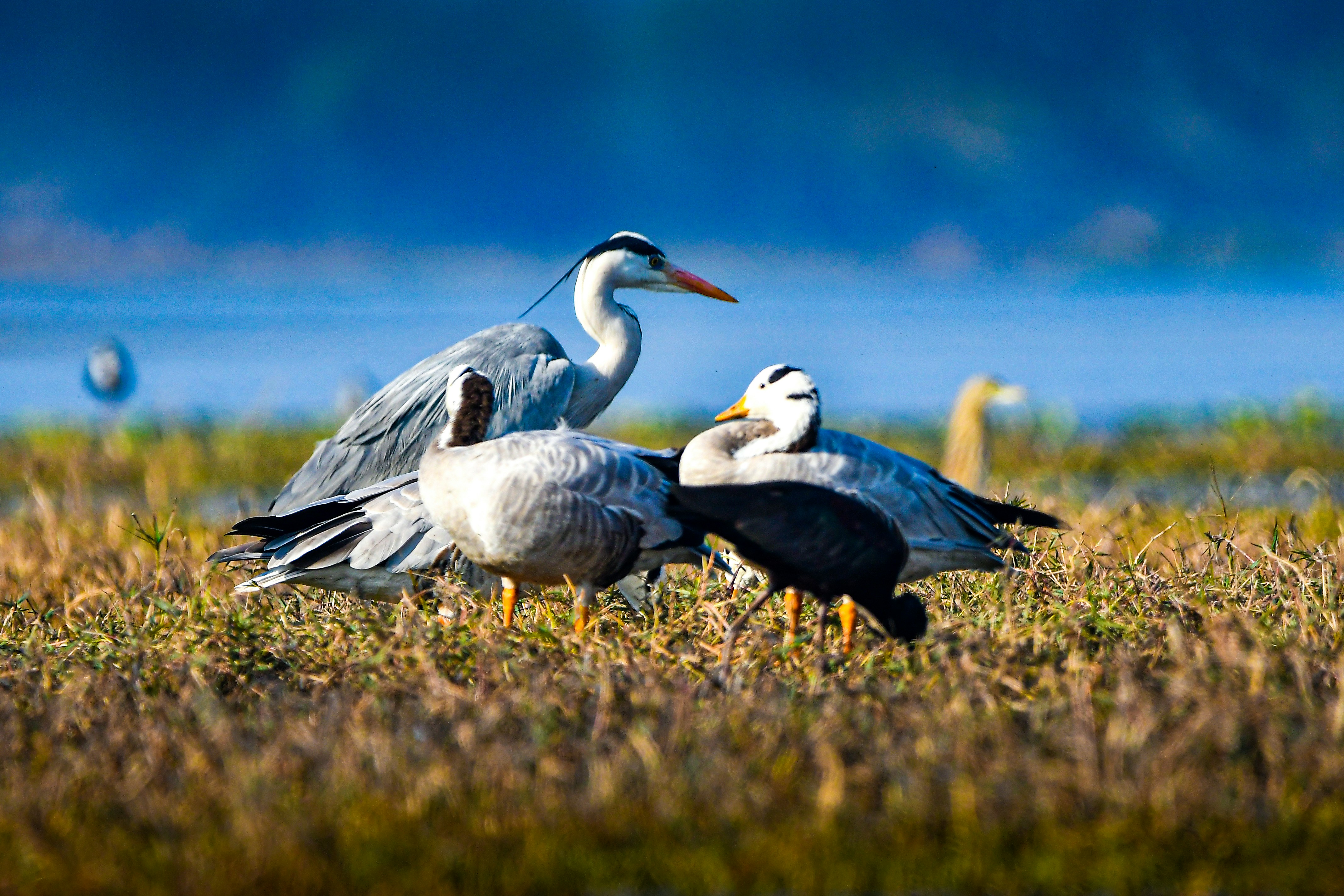 Mute Guardians on the Tidal Meadow