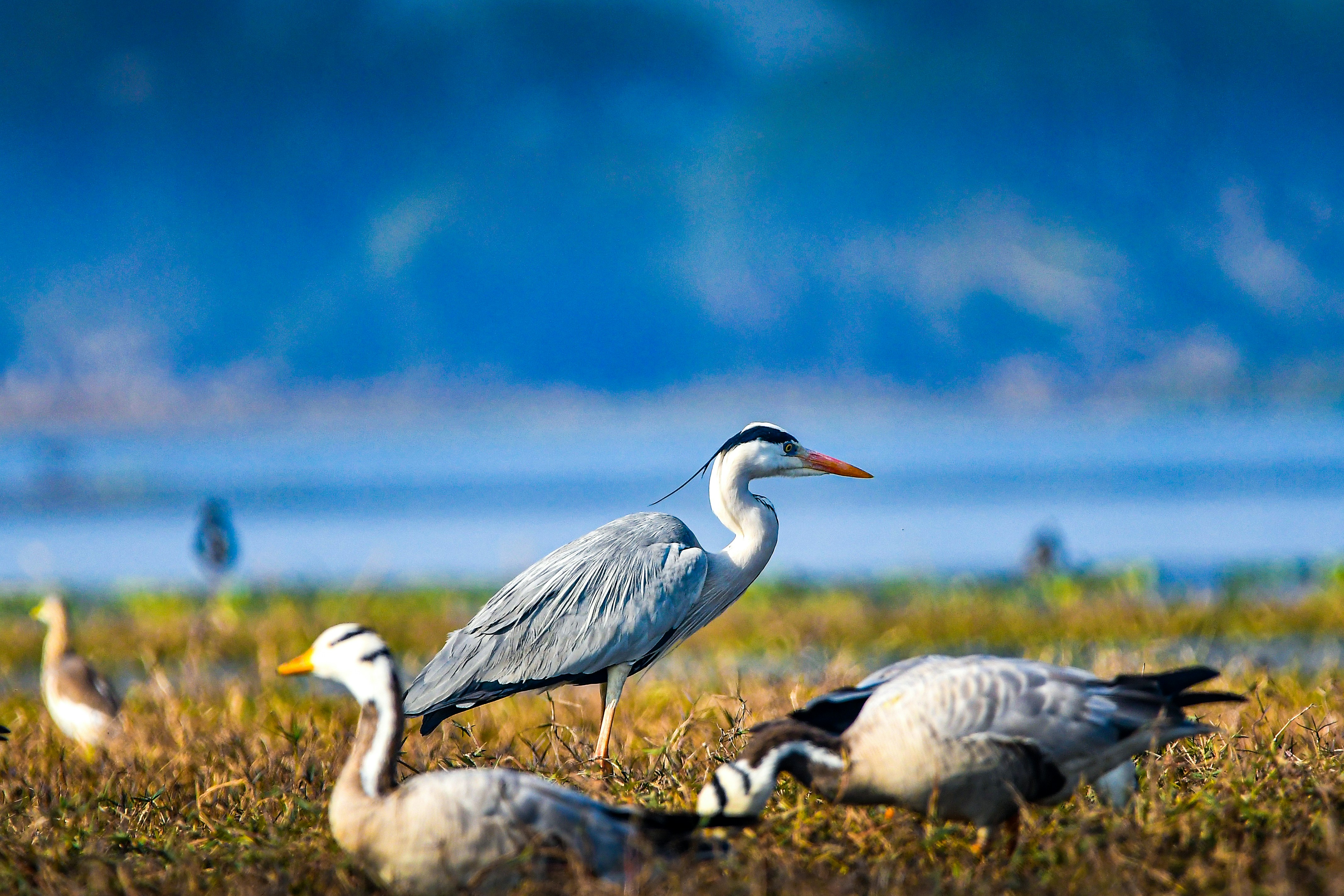 Heron Watch: A Quiet Moment by the Shallows