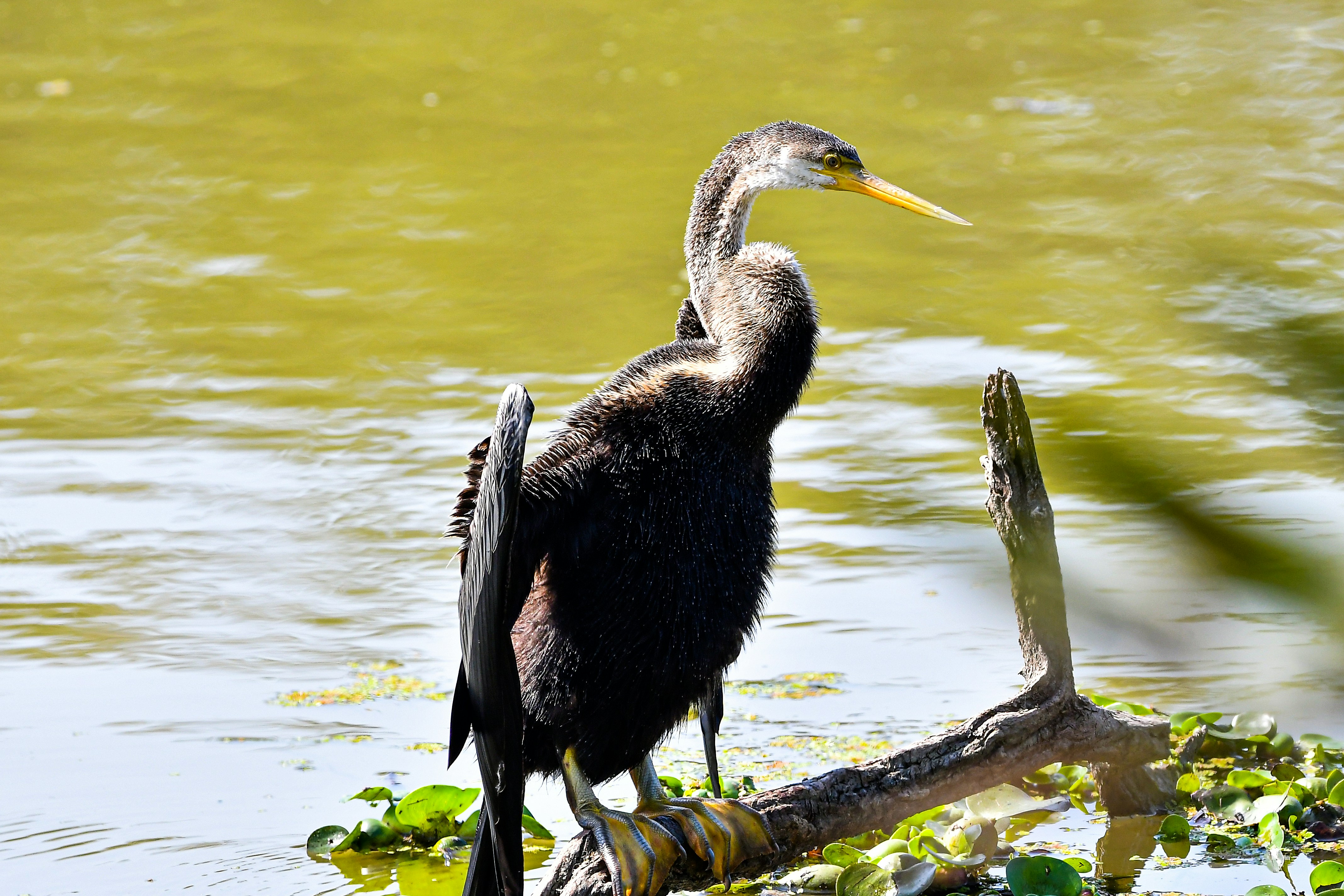 Heron in sunlight: poised on a sunlit log above a reflective pond