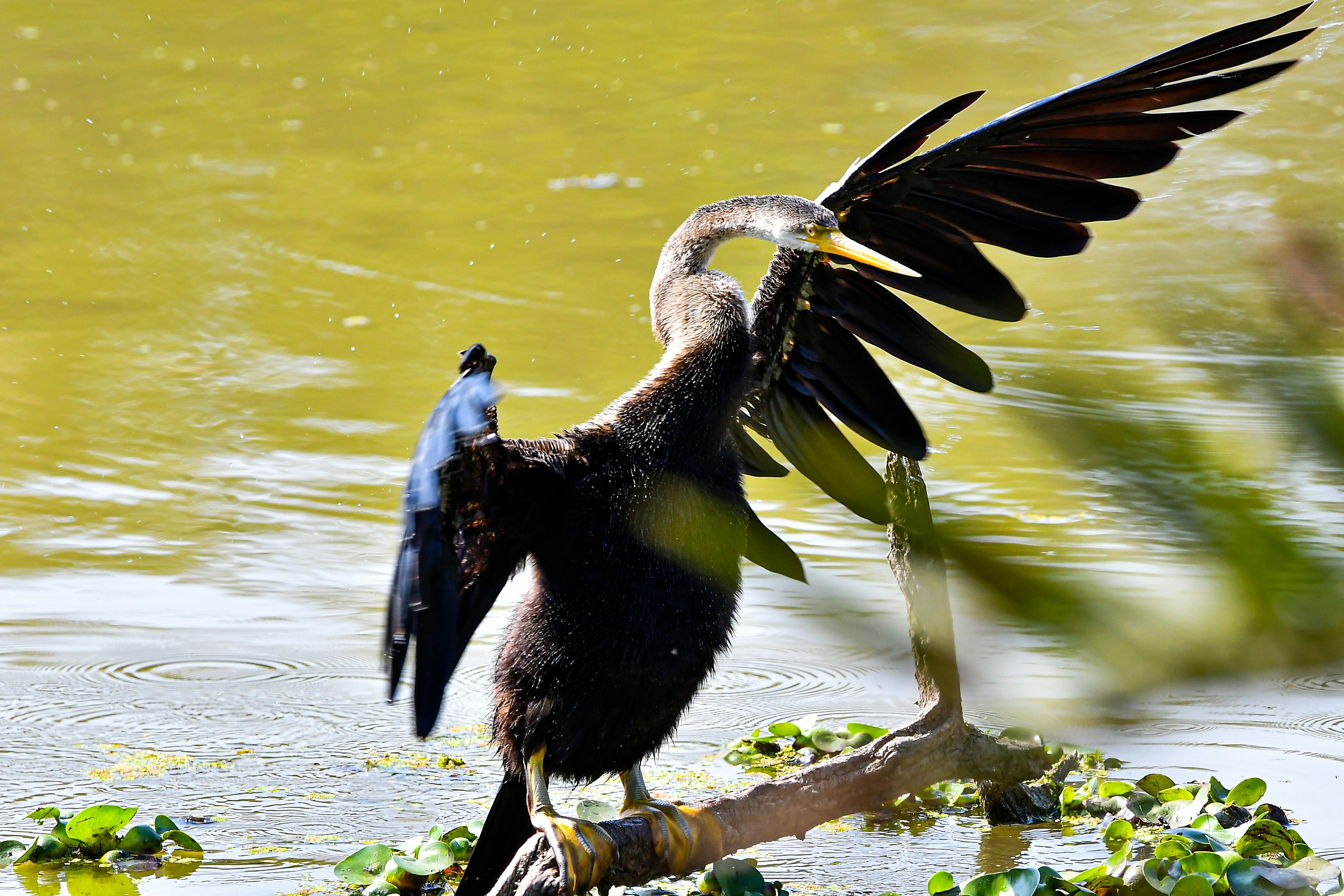 Sunlit Anhinga Spread Across a Quiet Pond