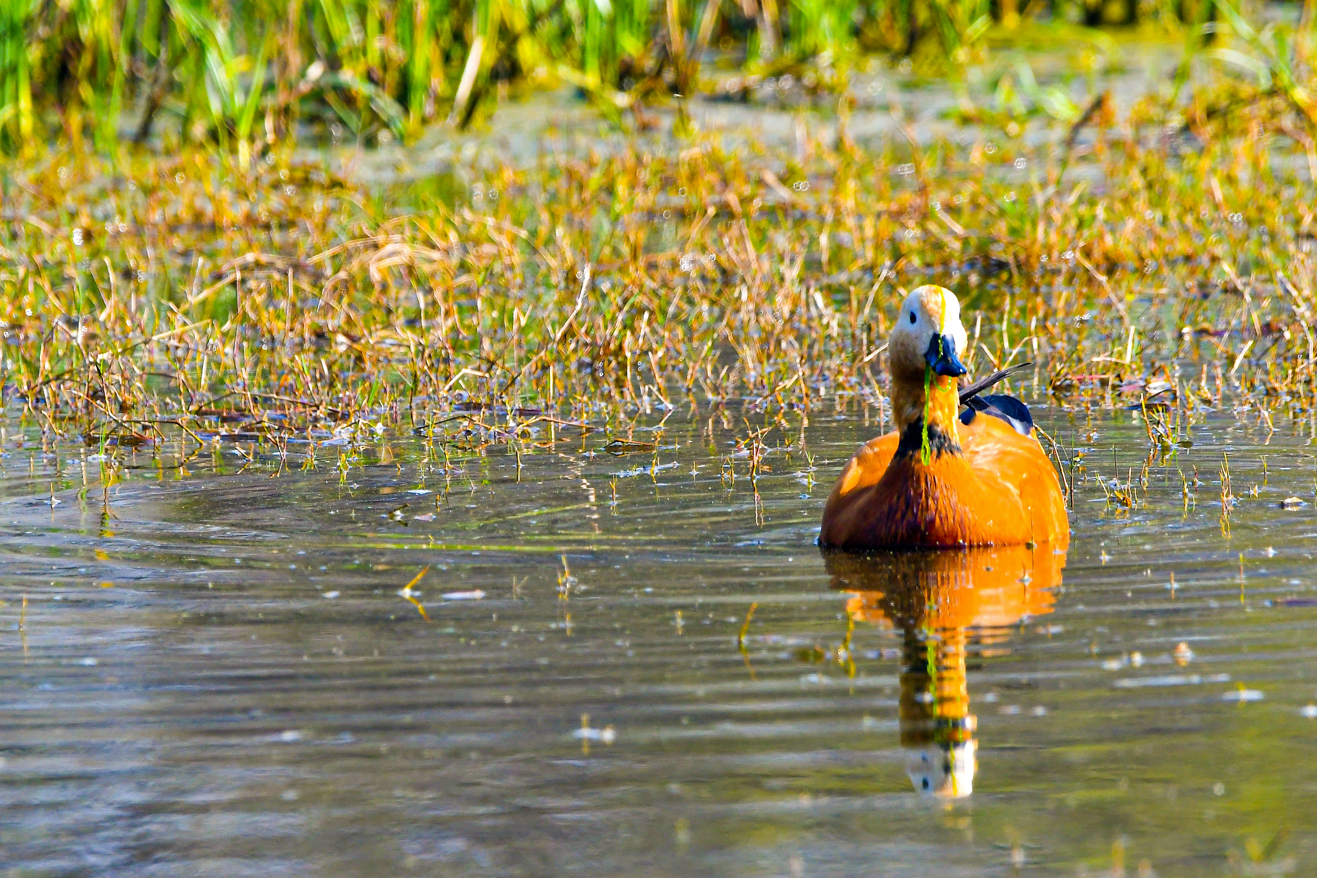 Concentrated Trumpeter in Mire: A Quiet Moment on Sunlit Waters