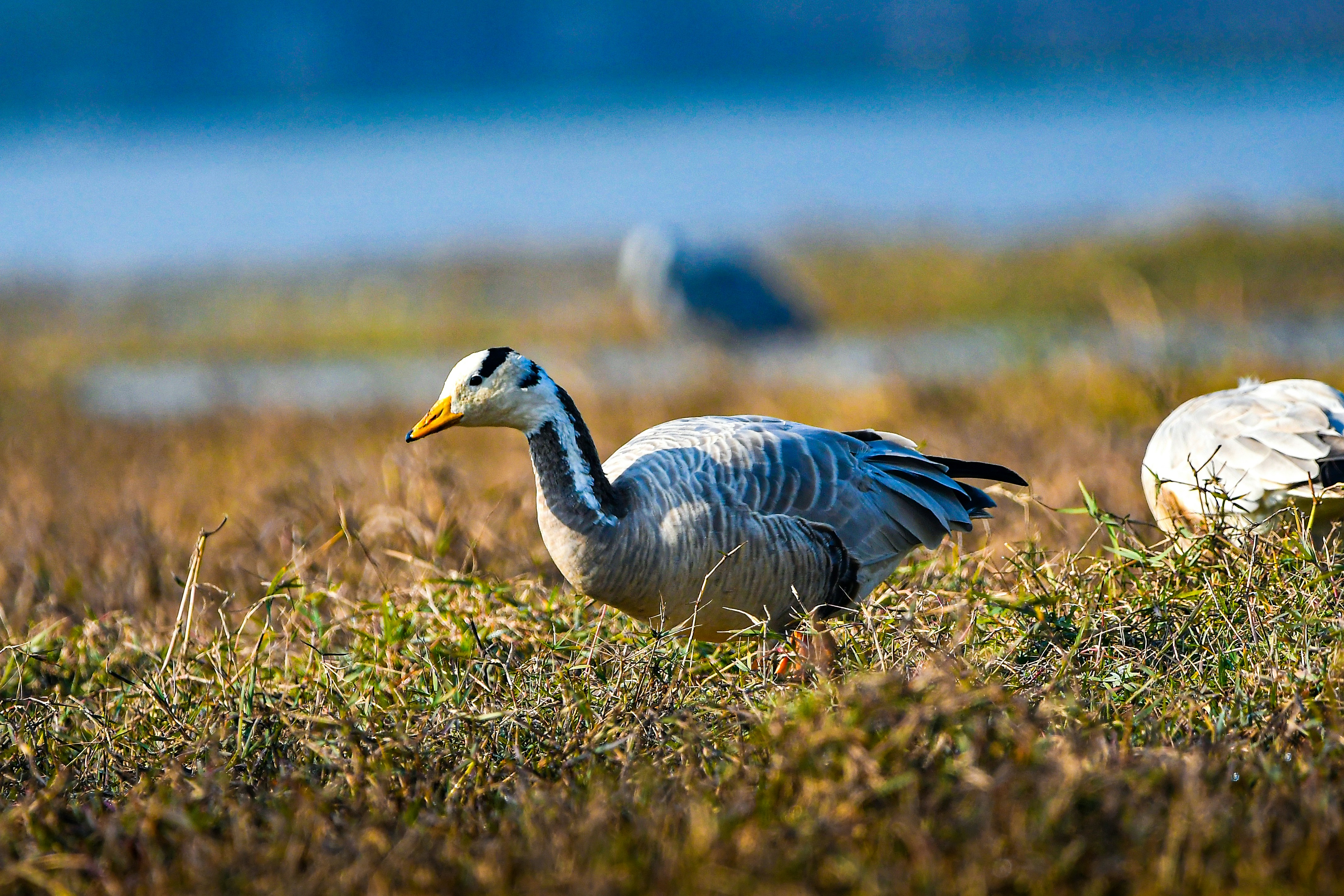 Focus on the Lead Goose: A Quiet Marsh Stroll