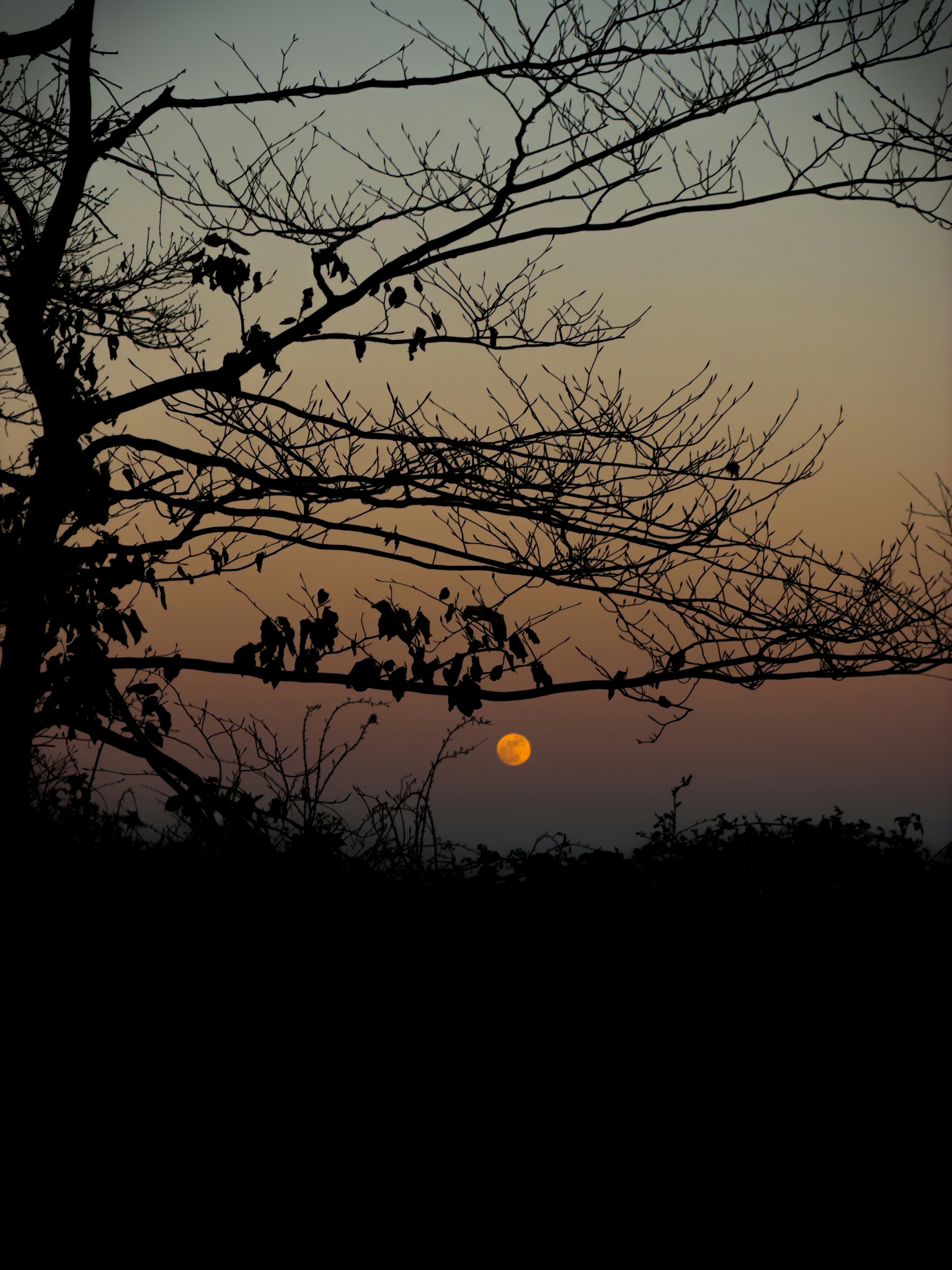 Horizon Moonrise over Bare Branches