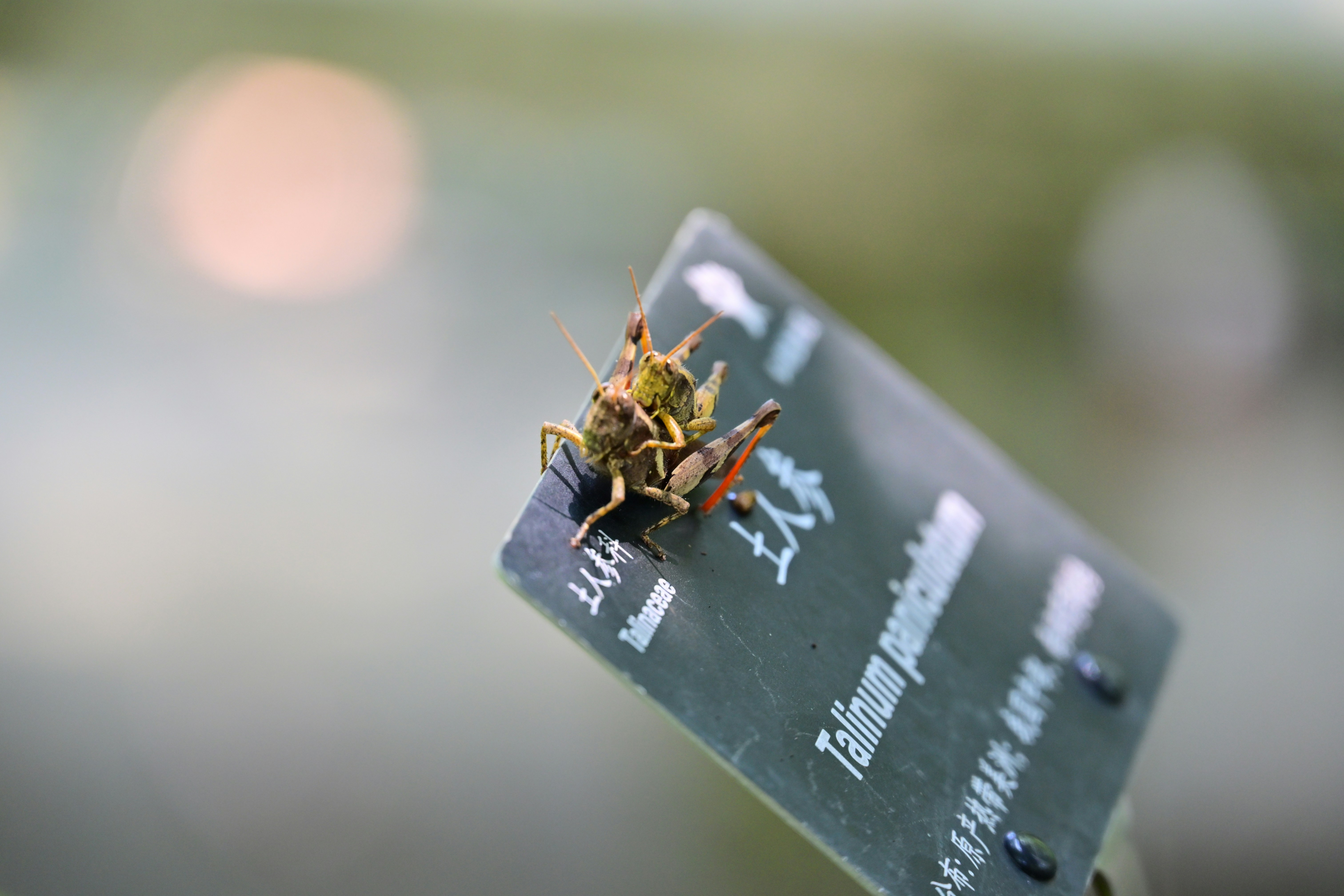 Close-up on a curious insect perched on a plant tag in soft bokeh
