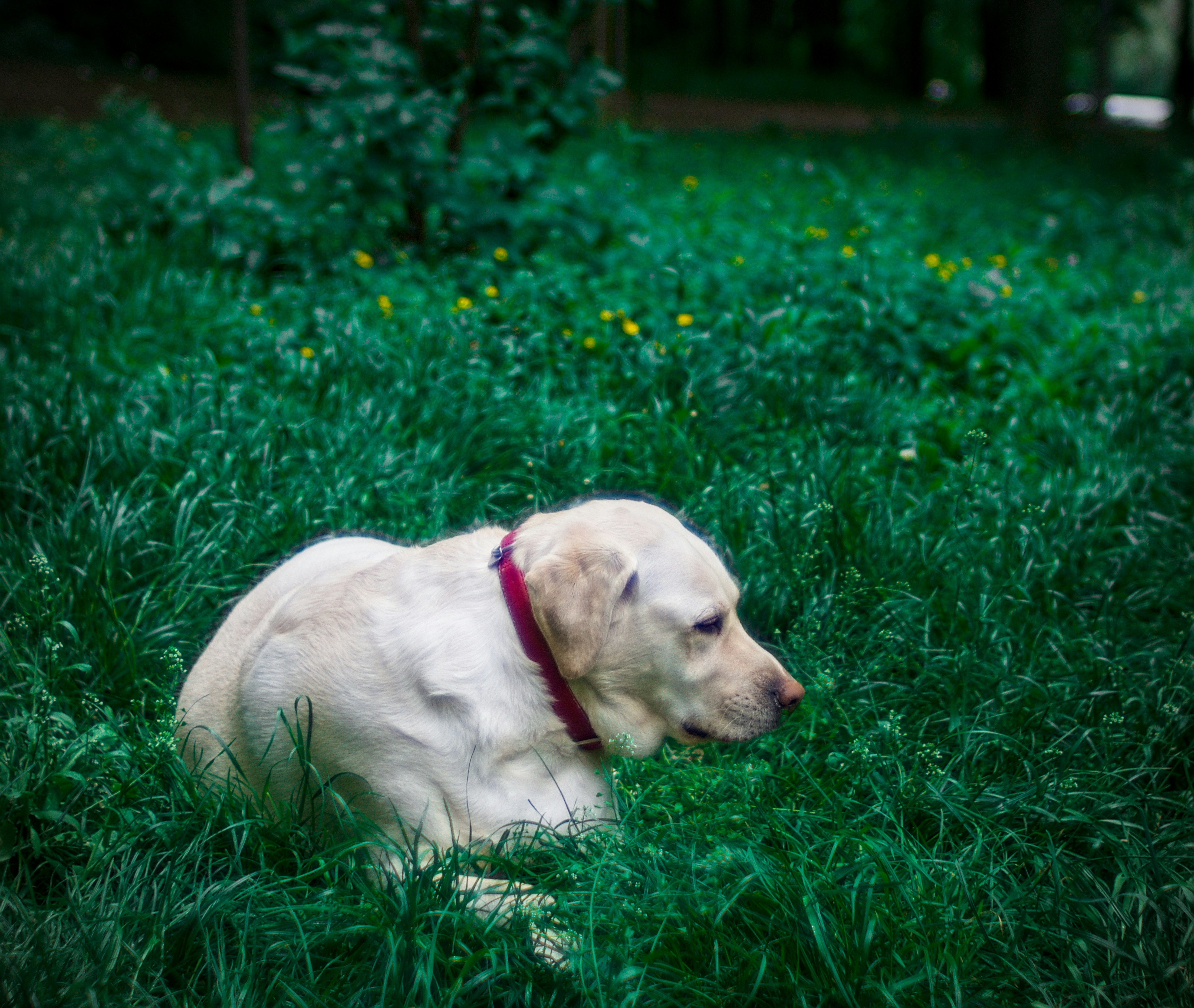 Red-collar Retriever Resting in a Meadow of Green