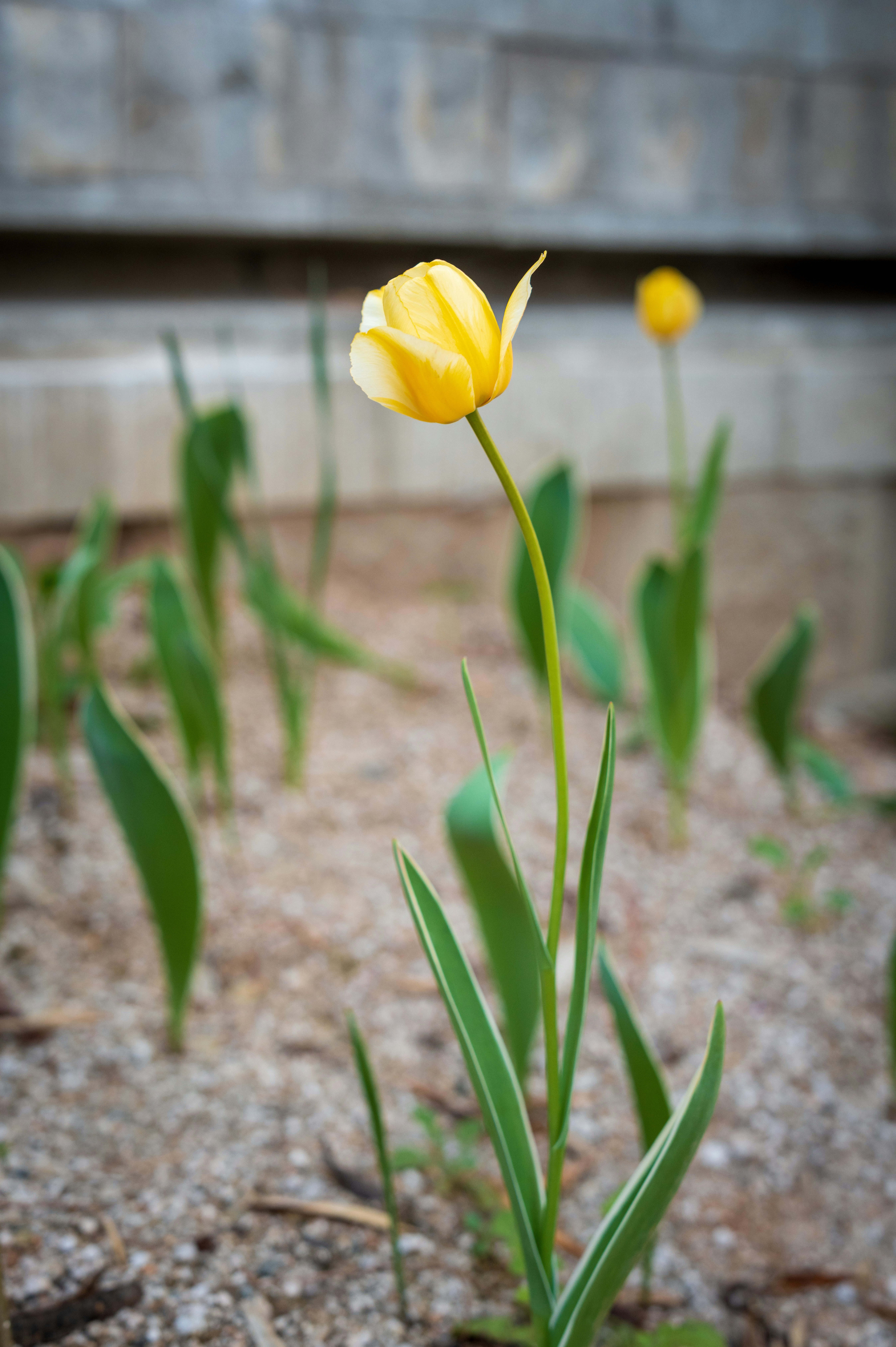 Yellow Tulip in a Quiet Garden Wake