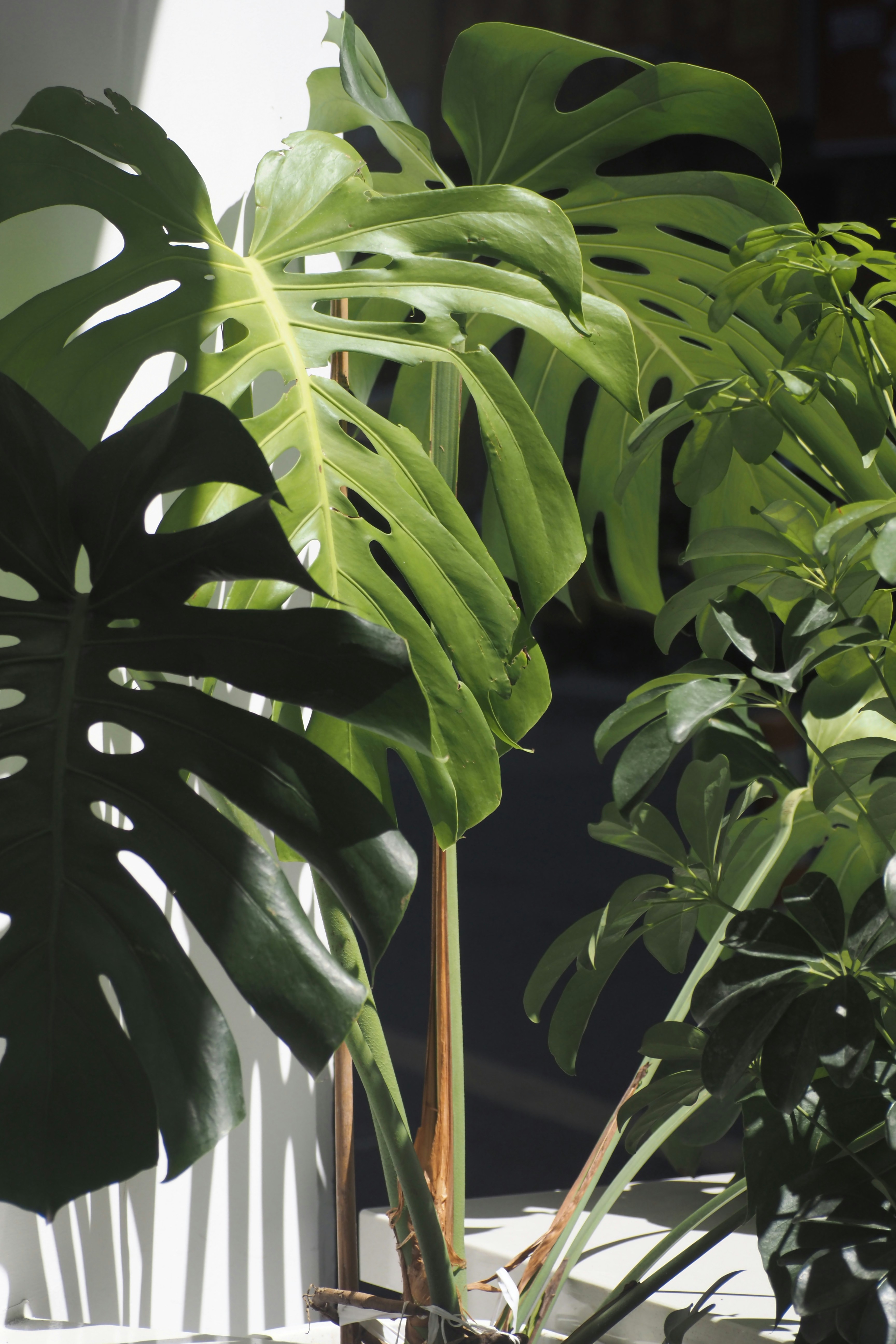 Sunlit Monstera in Indoor Greenhouse Glow