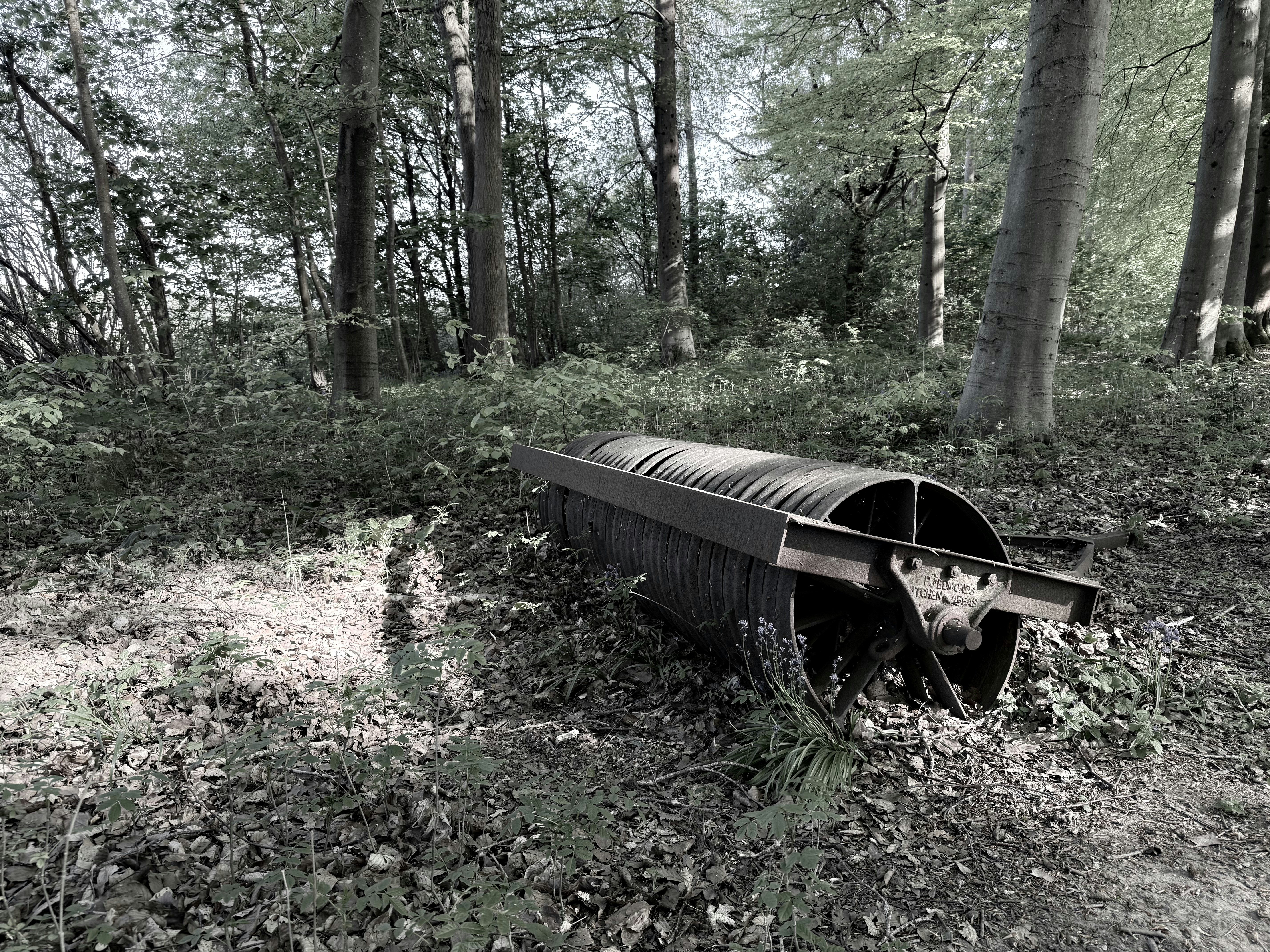 Sunken Rails in a Quiet Forest Clearing