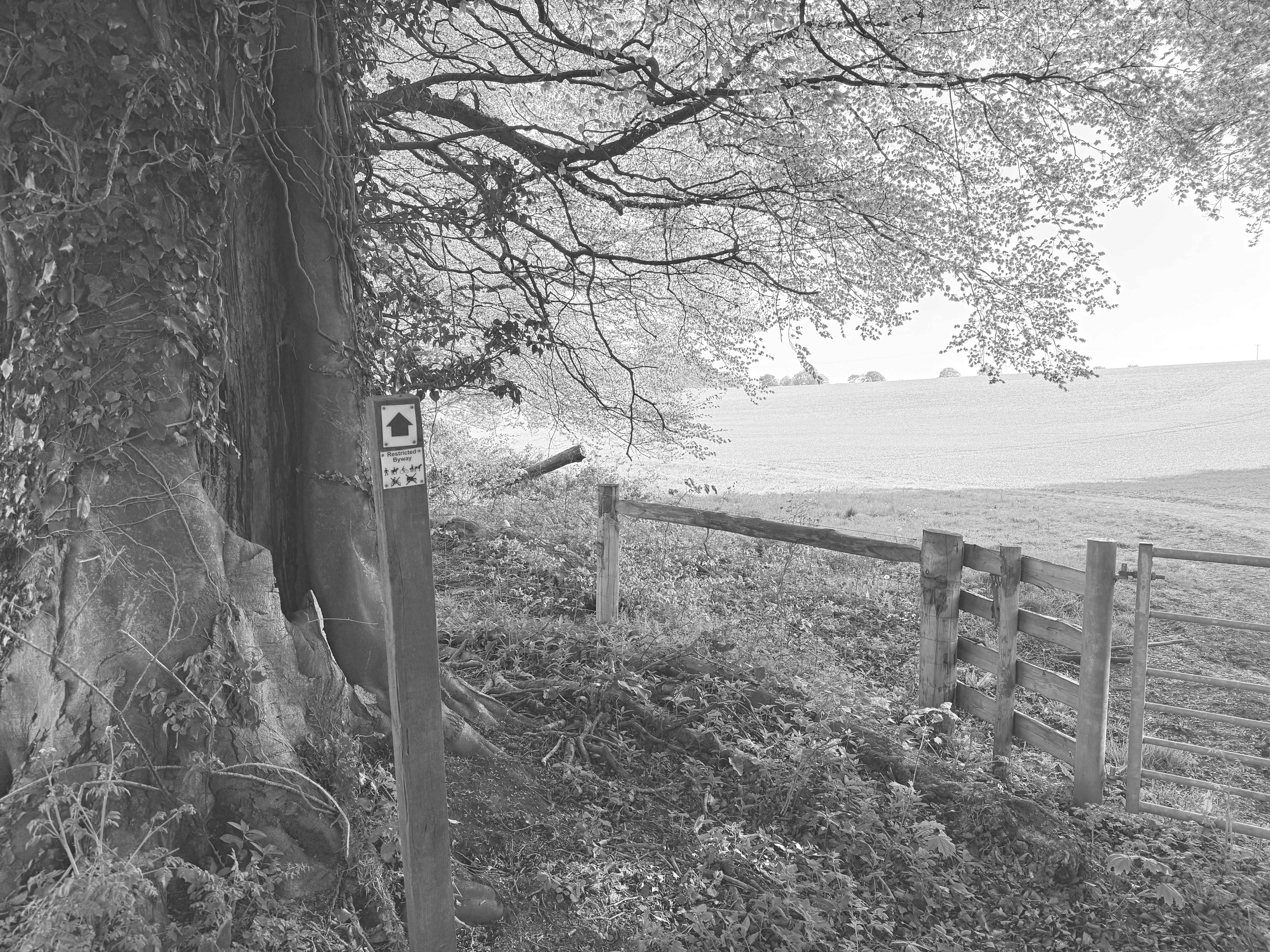 Silent Fence at the Edge of the Meadow