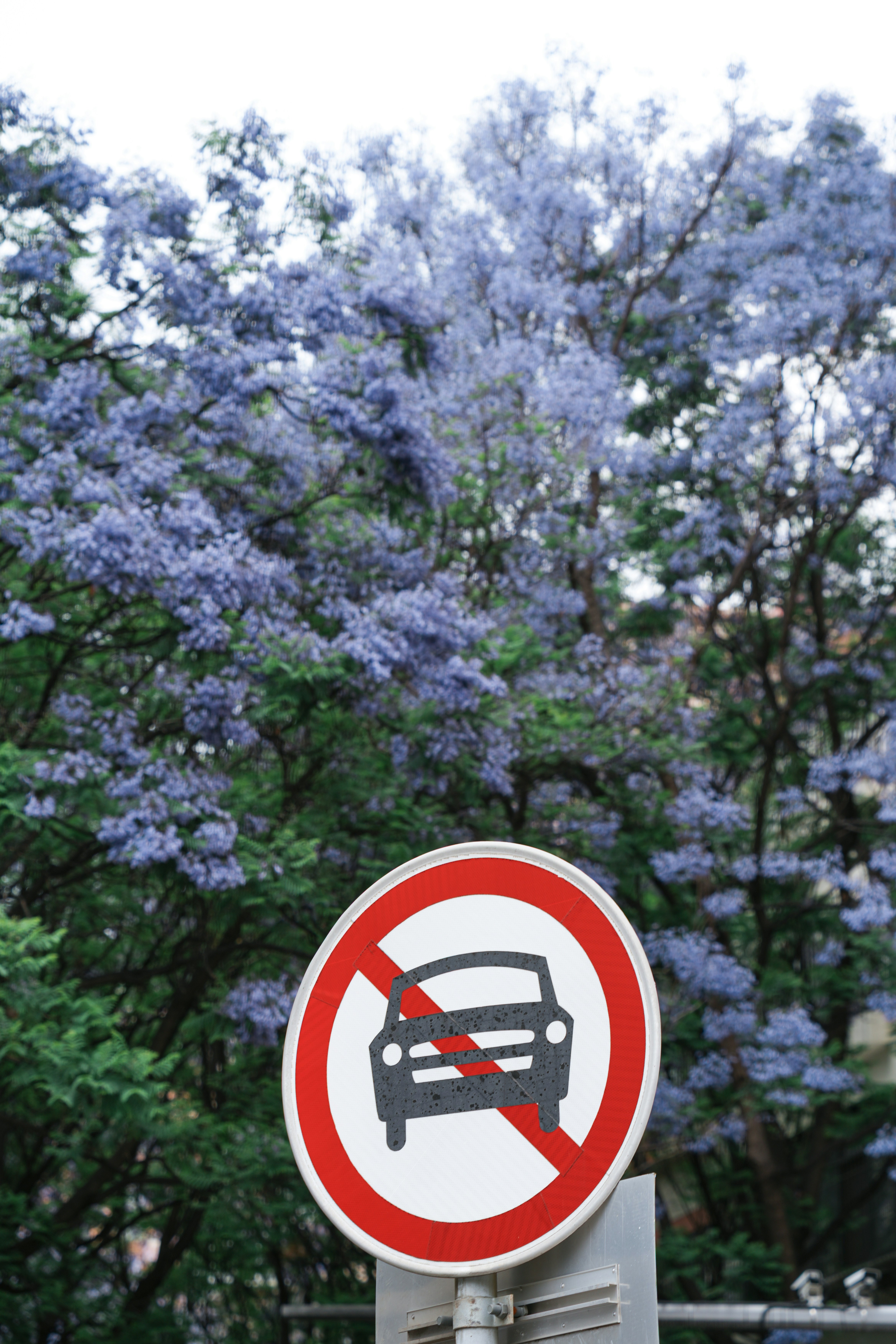 No-Entry Bloom: Lilac Trees Behind a Road Sign