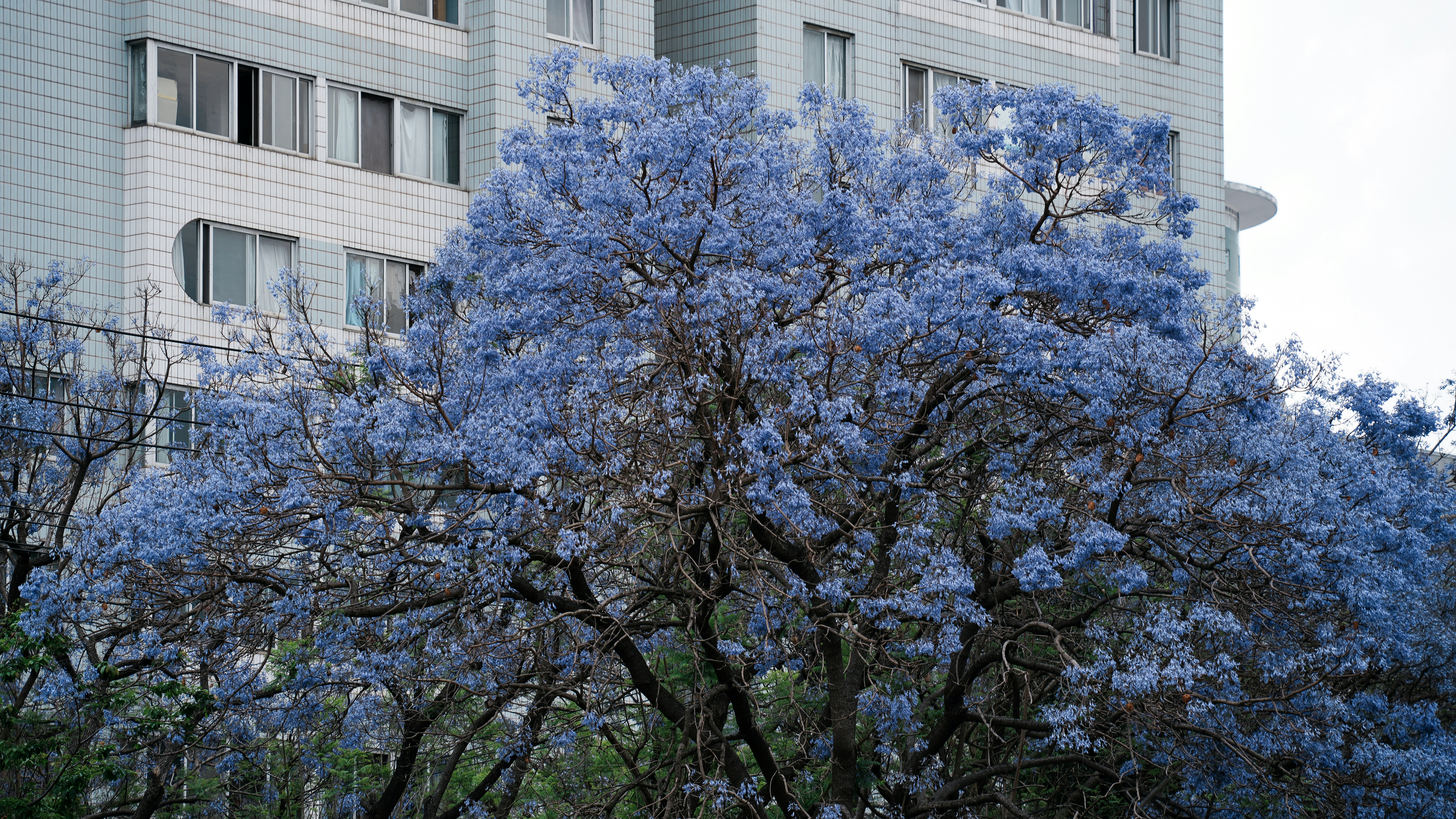 Jacaranda Canopy Over a Modern Facade