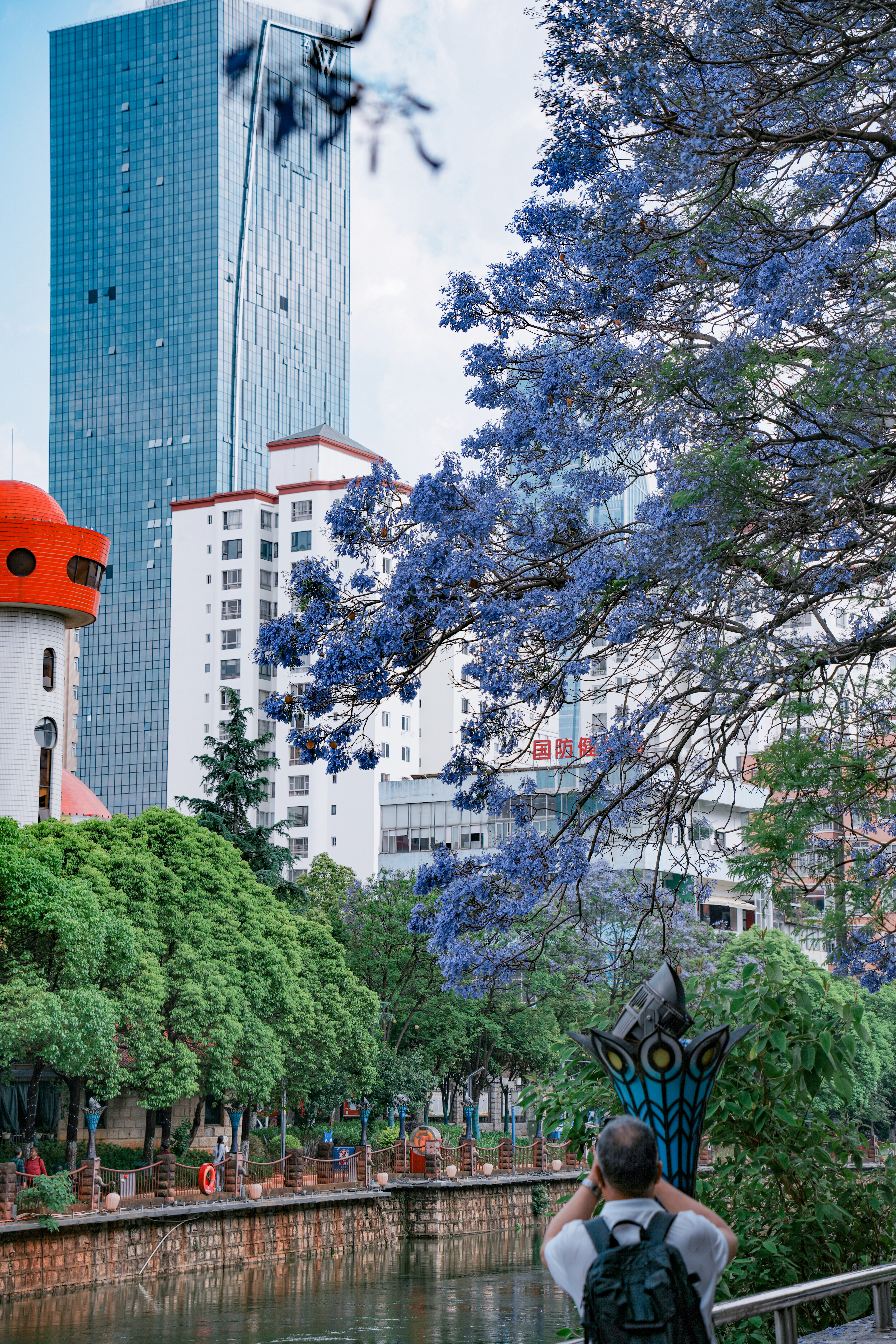 Cityscape Encounter: Photographer on the Canal Edge Under Blue Blossoms