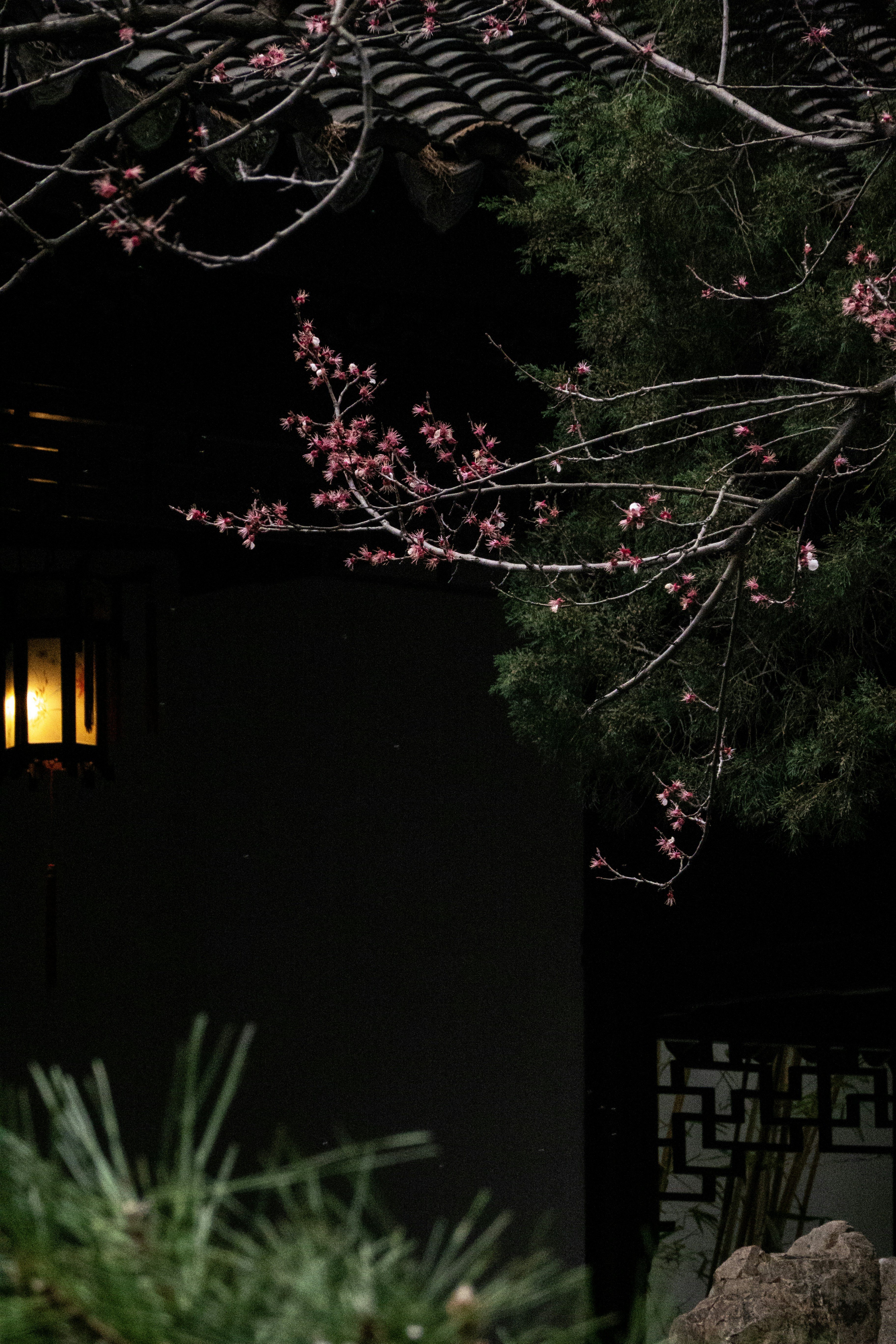 Pink blossoms frame a quiet night at the traditional courtyard