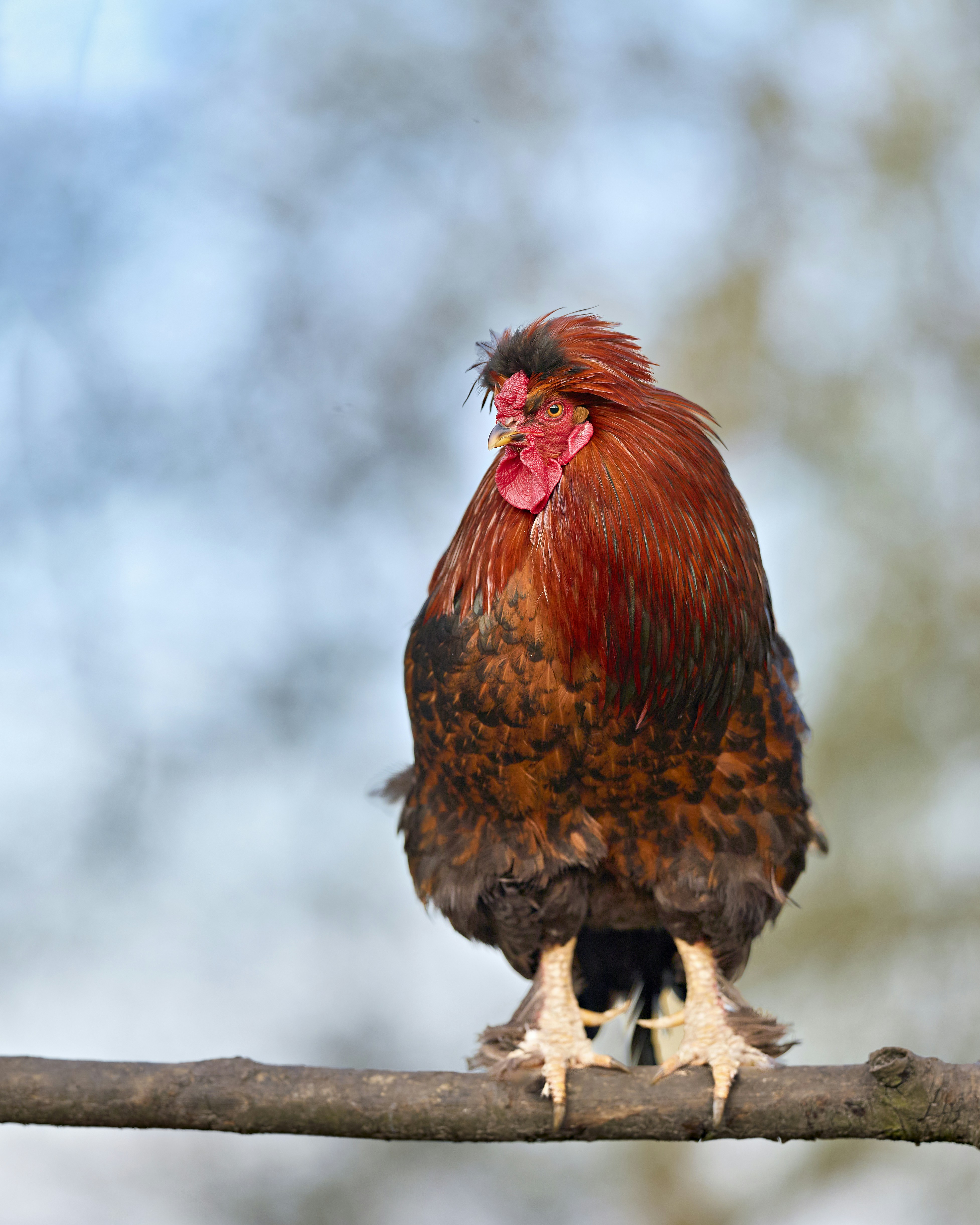 Regal Red: Rooster Portrait Studying the Branch