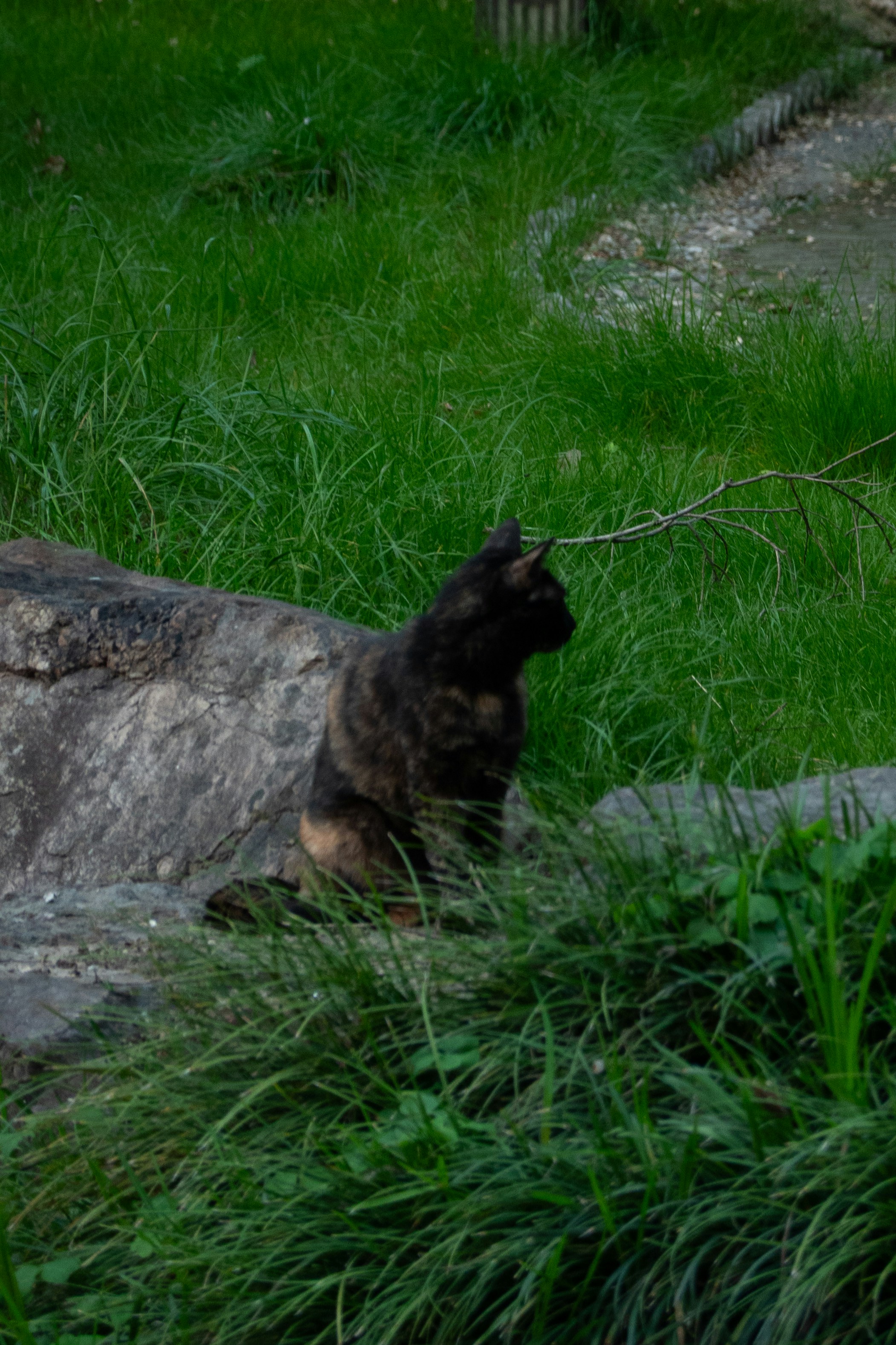 Hidden in the Grass: A Black Cat Contemplates the Path Ahead