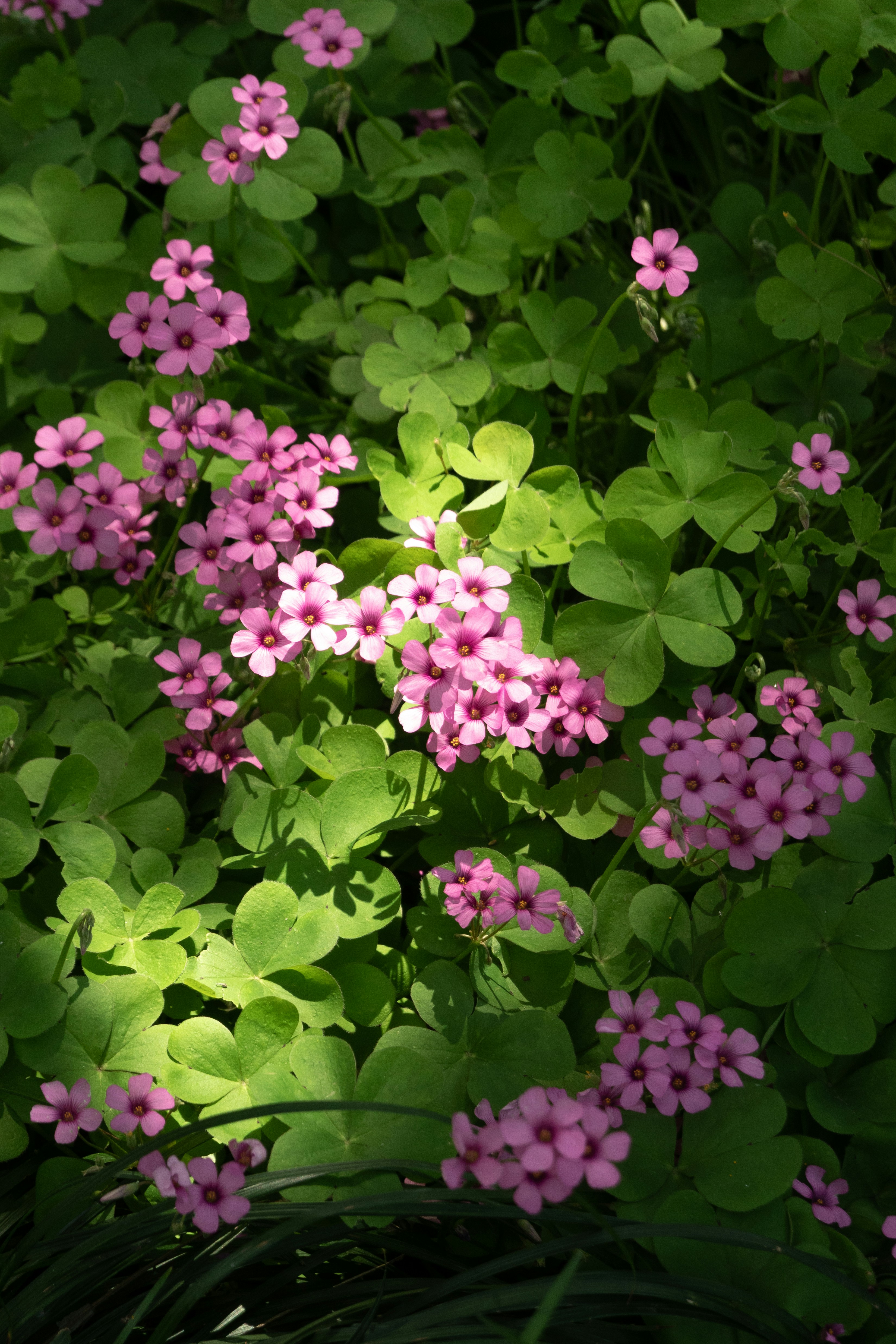 Sunlit cluster of pink oxalis blooms among emerald leaves