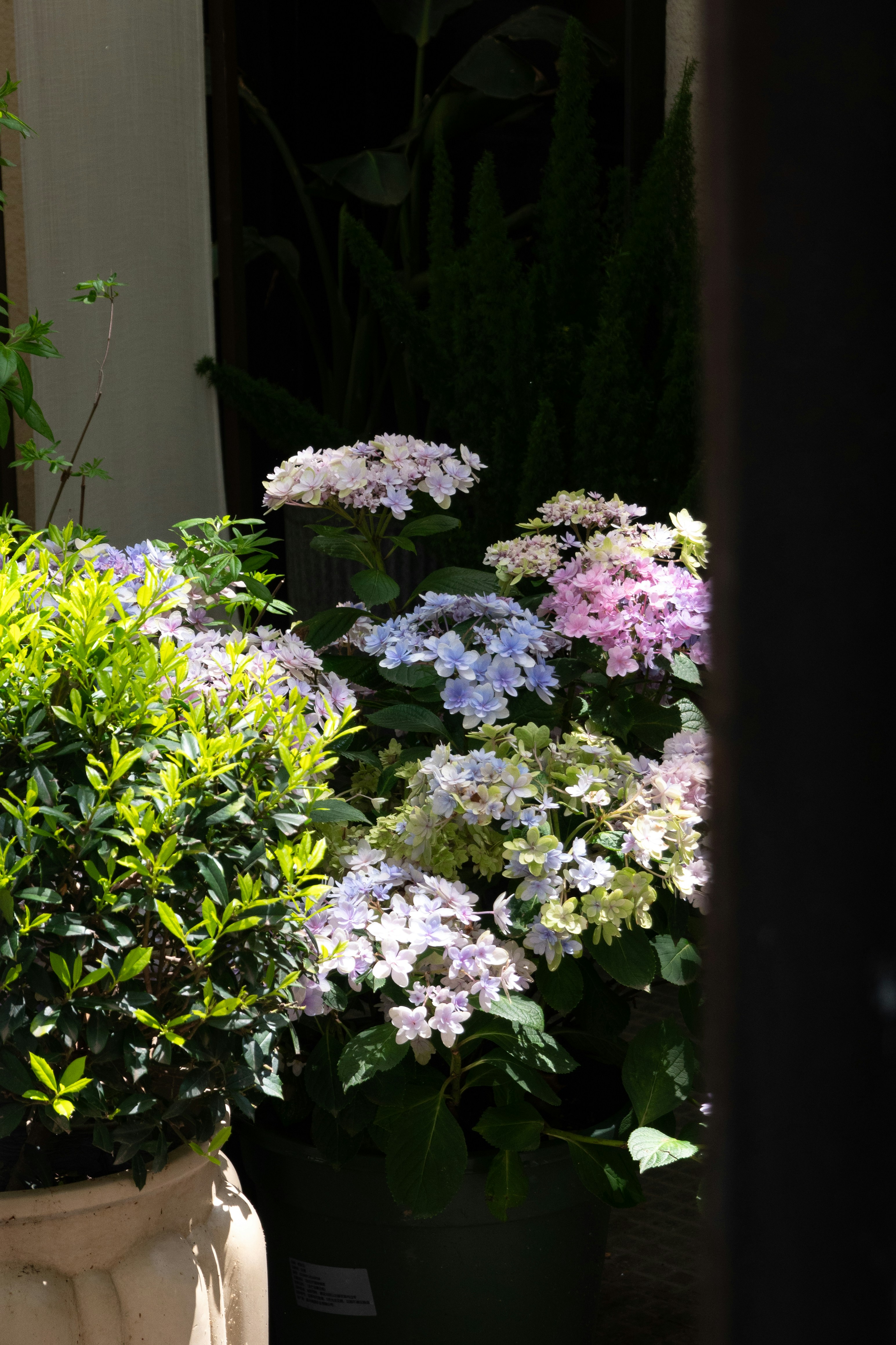 Cascade of Hydrangeas Framed by Shaded Garden Nook