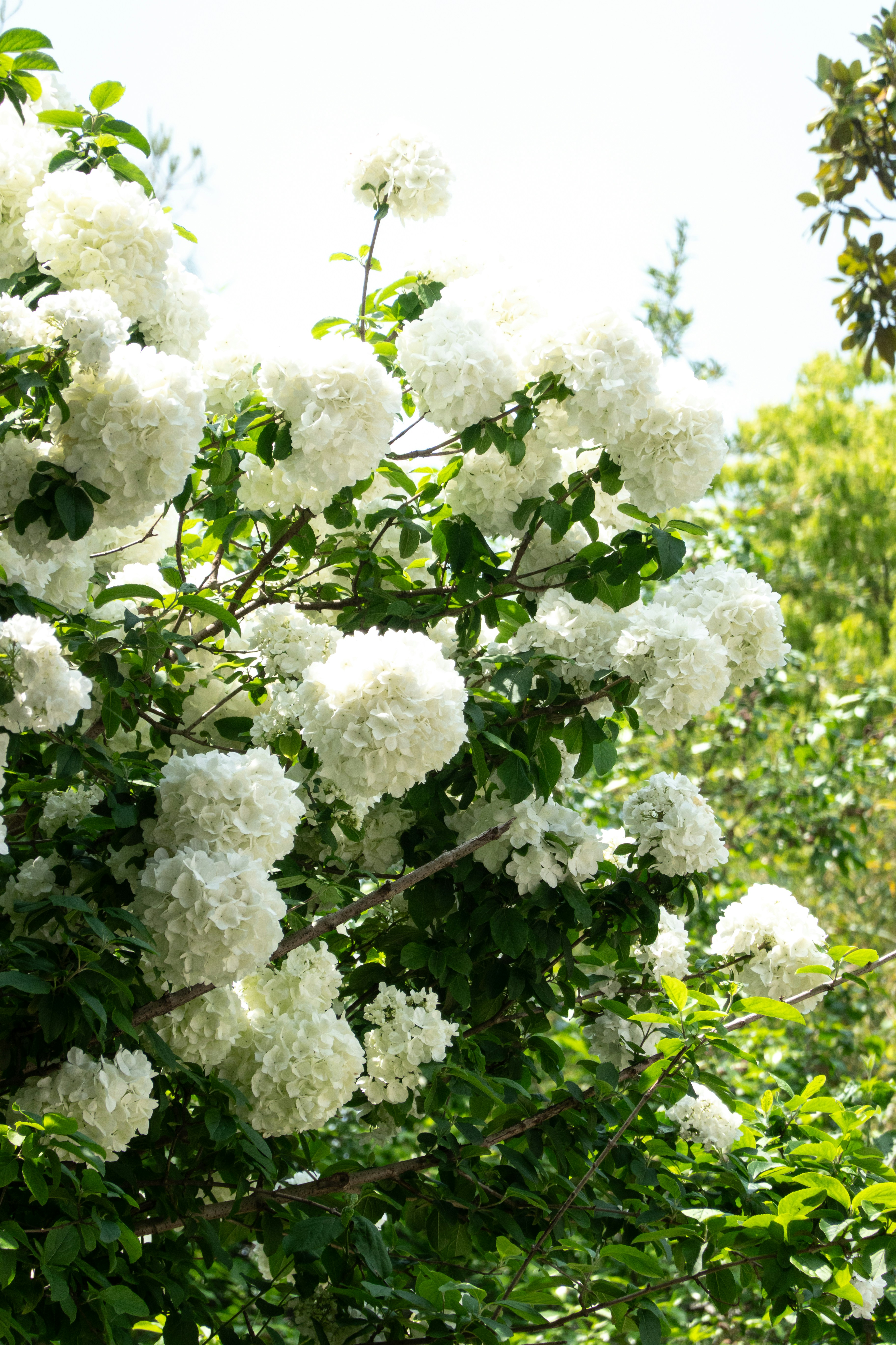 Clouds on the Branch: a cascade of white hydrangeas in sunlit garden